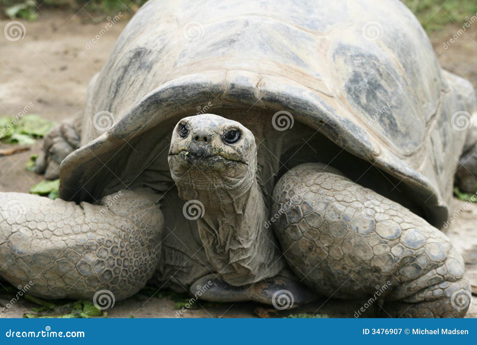 Terry the Turtle stock image. Image of green, shell, eyes - 3476907