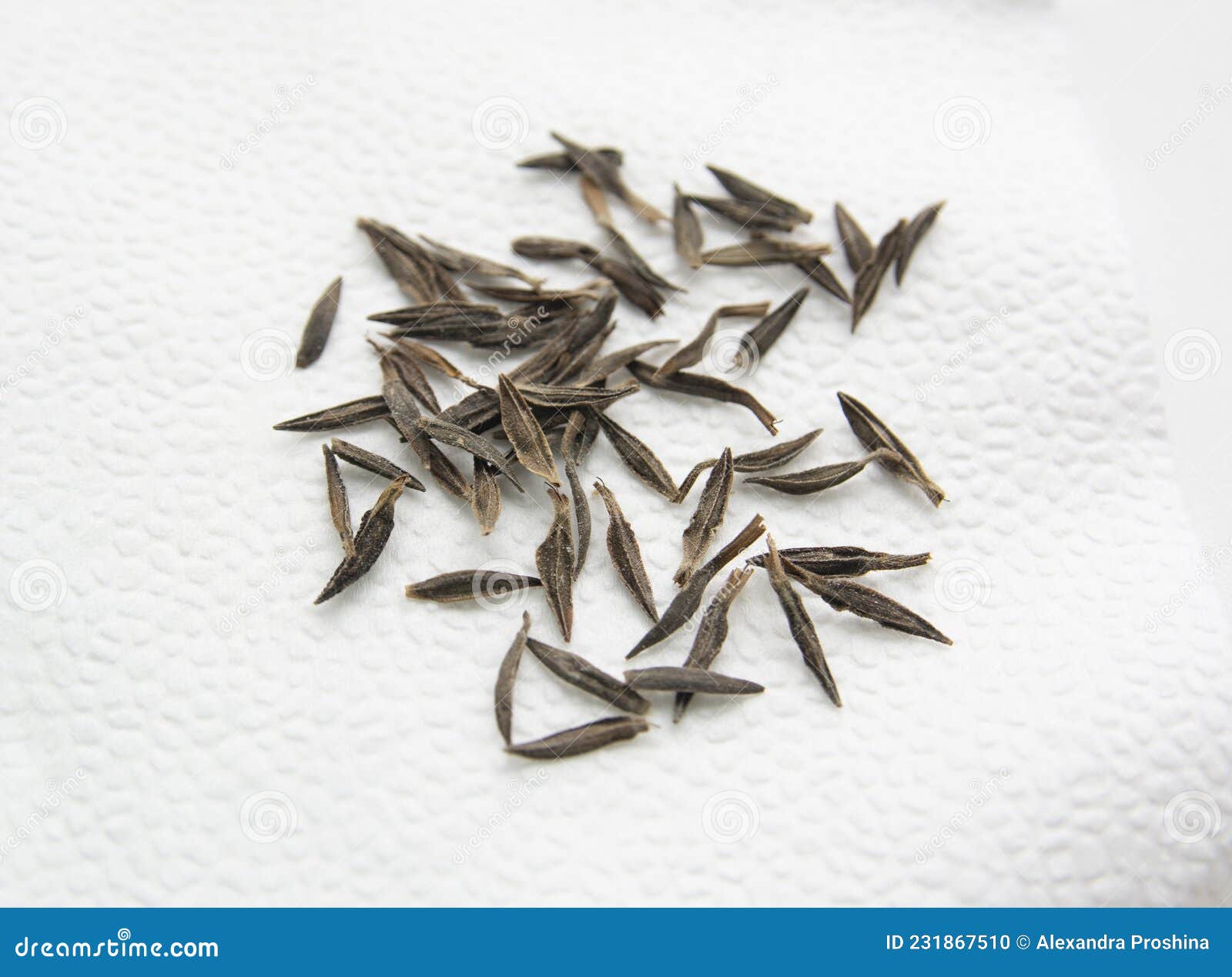 What Do Zinnia Seeds Look Like