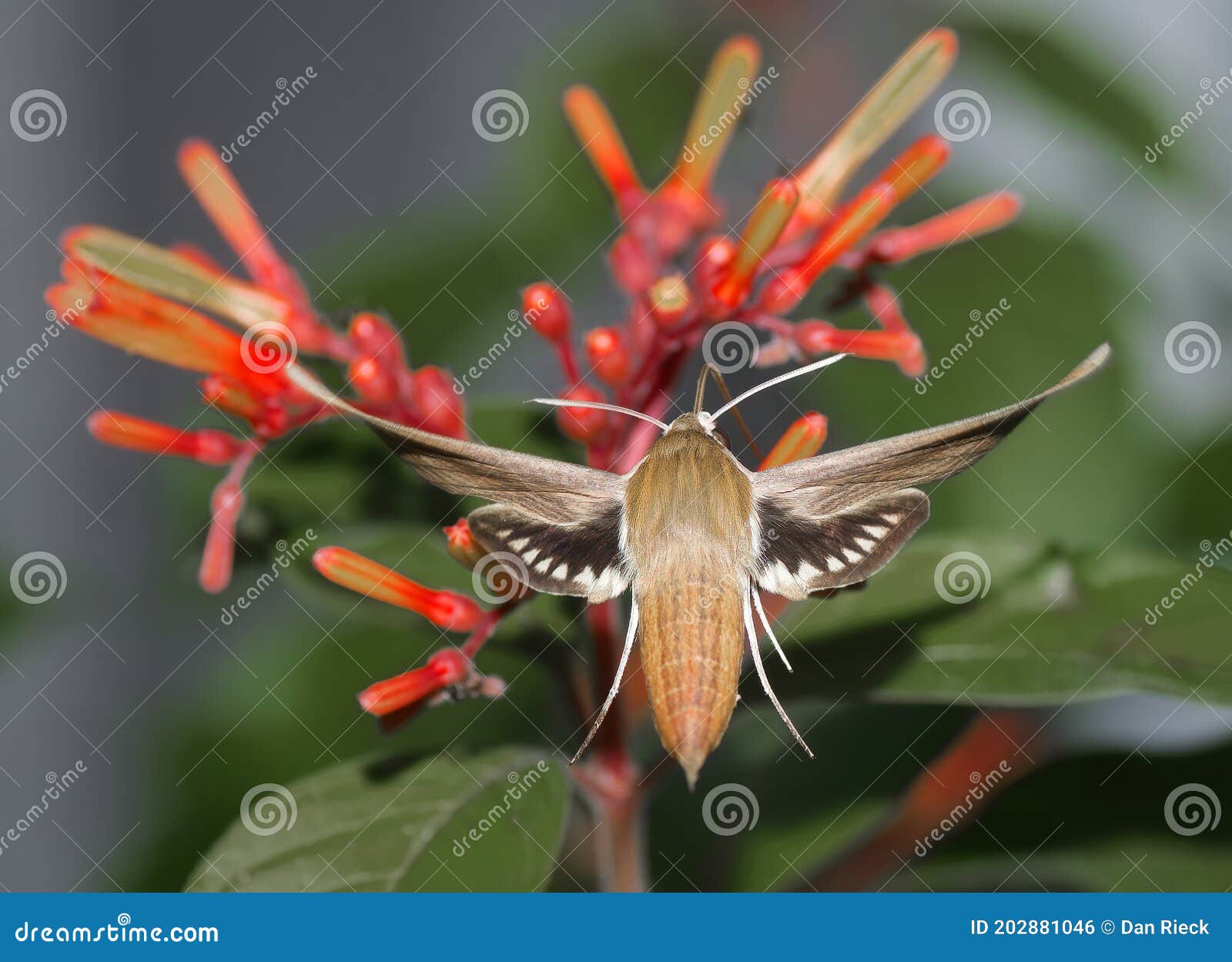 Tersa Sphinx Moth on Hybrid Firebush Stock Photo - Image of petal ...