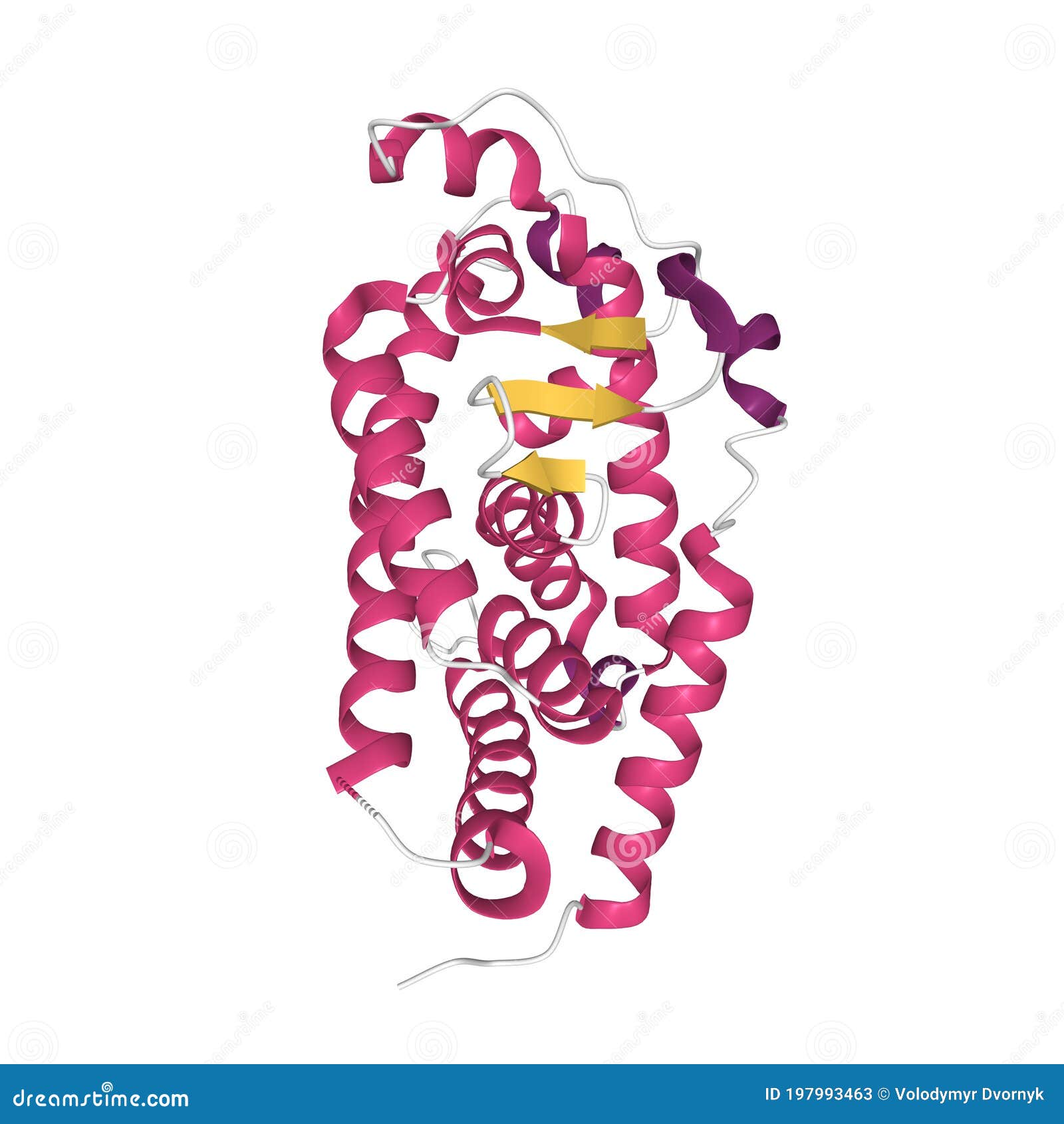 Tertiary Structure of Human Vitamin D Receptor with the Differently ...