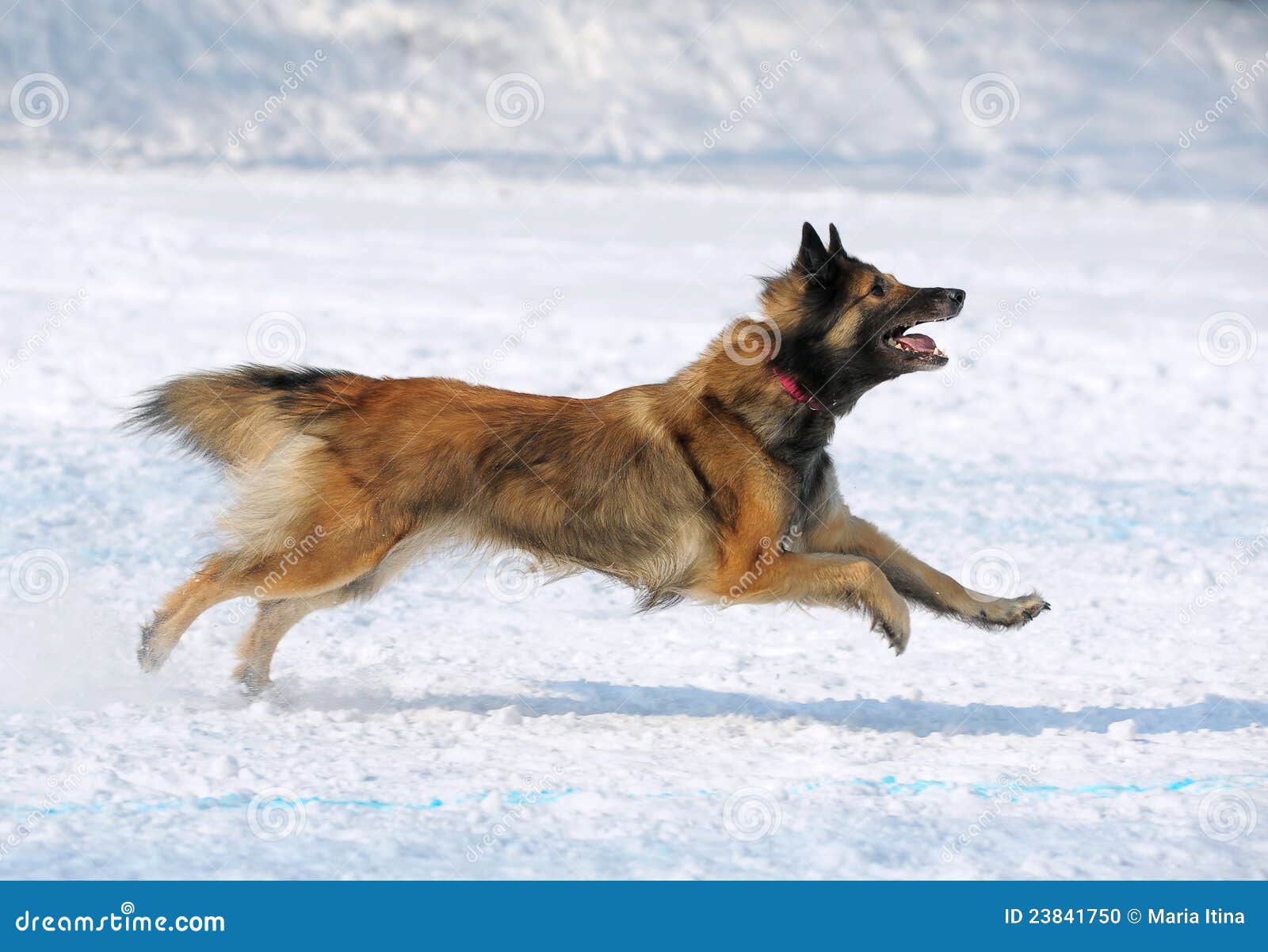 Tervuren dog runs stock photo. Image of hound, peeking - 23841750