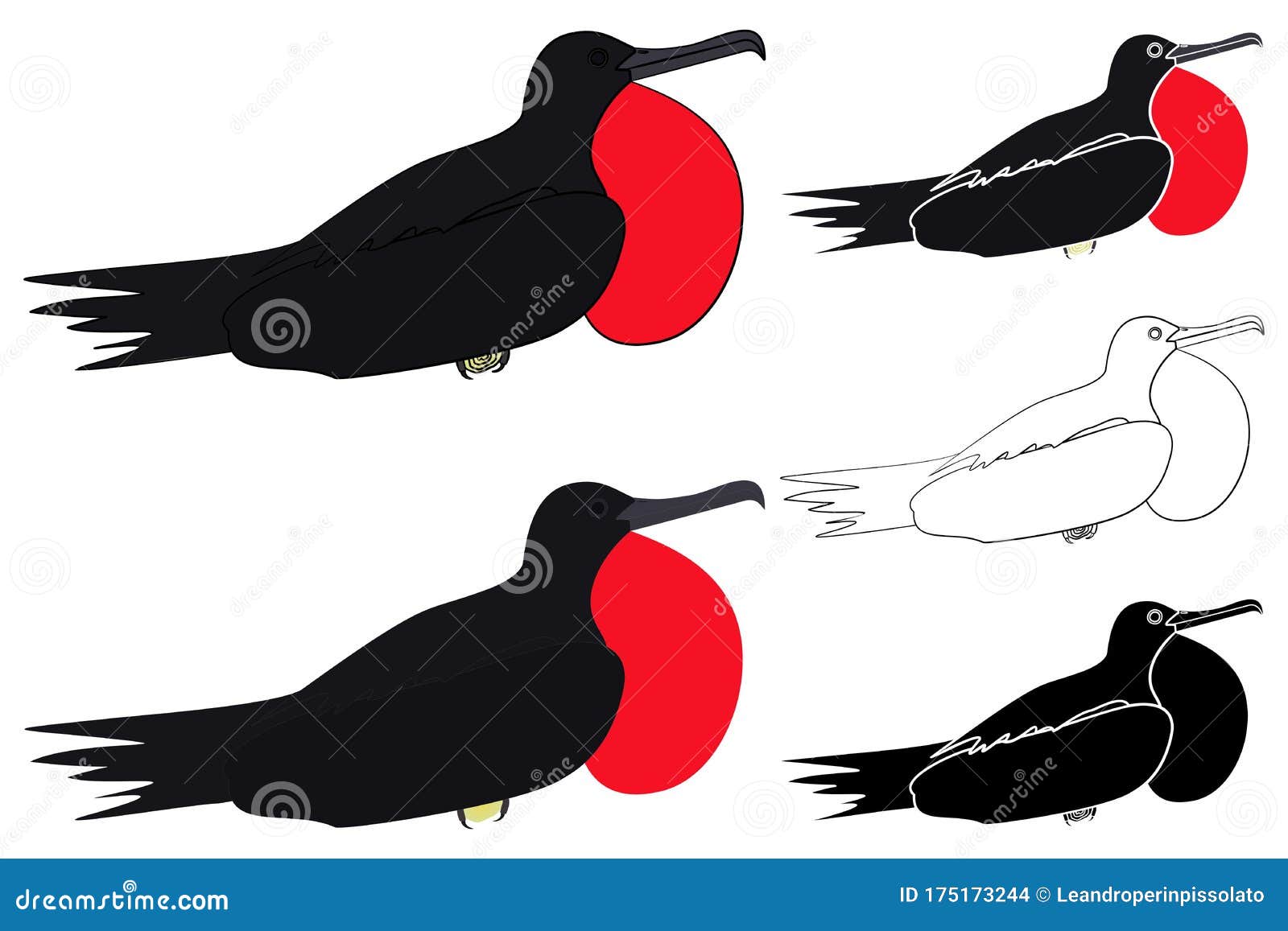 Magnificent Frigate Bird Flying Sequence Stock Image | CartoonDealer ...