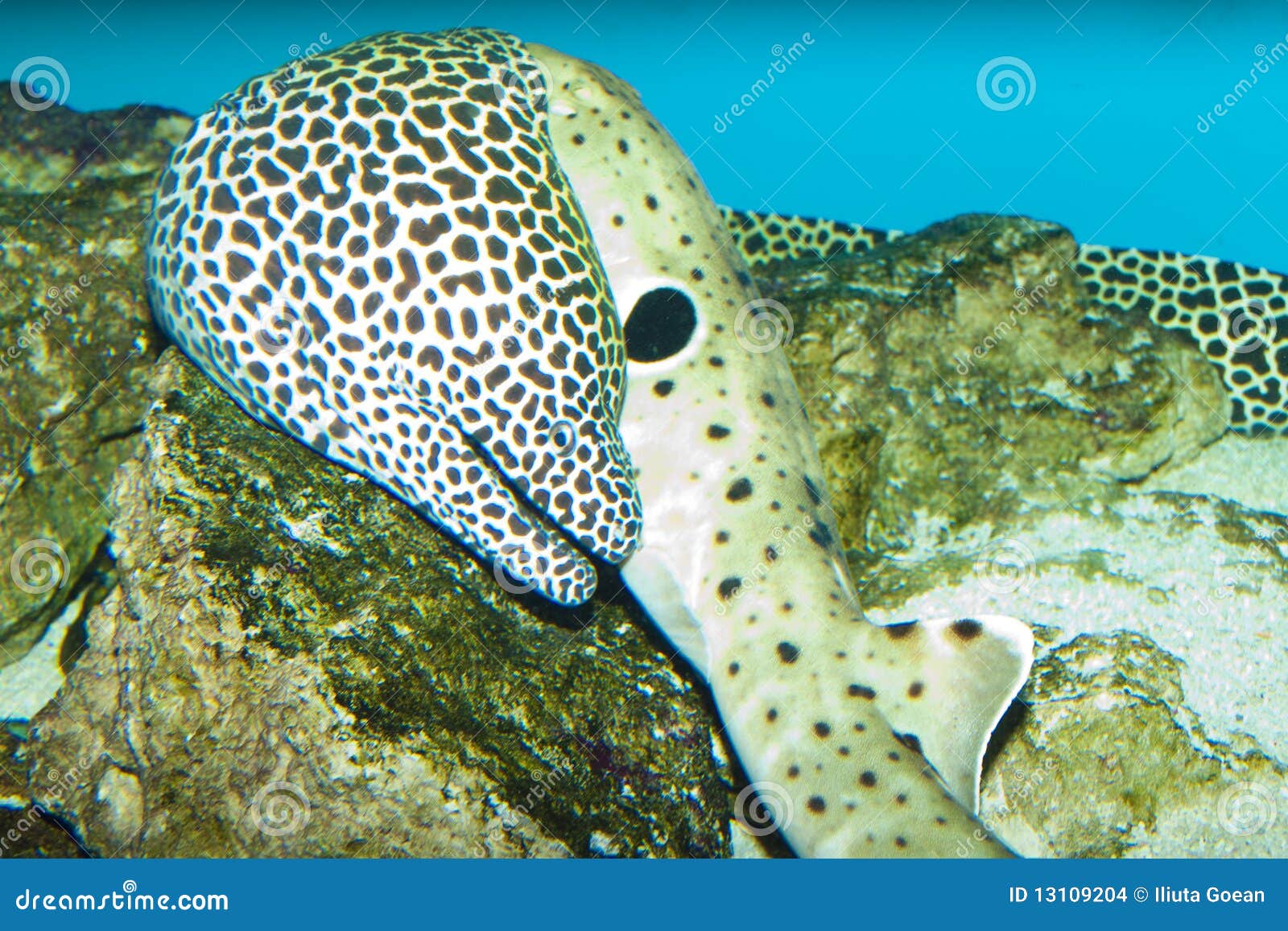 Tessalata Eel
