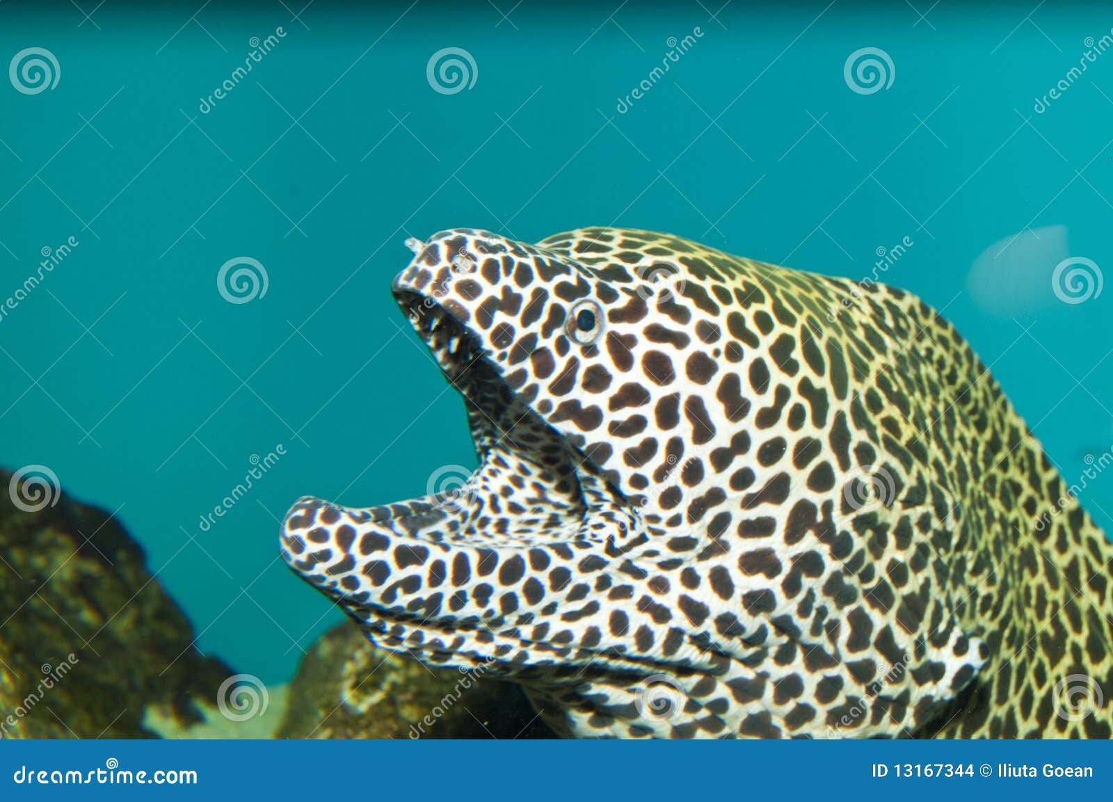 Tessalata Eel In Aquarium Stock Images - Image: 13167344