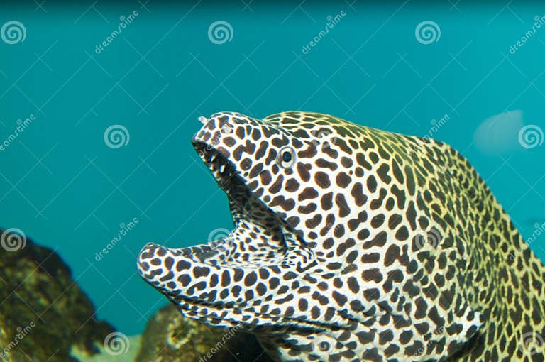 Tessalata Eel in Aquarium stock photo. Image of aquarium - 13167344