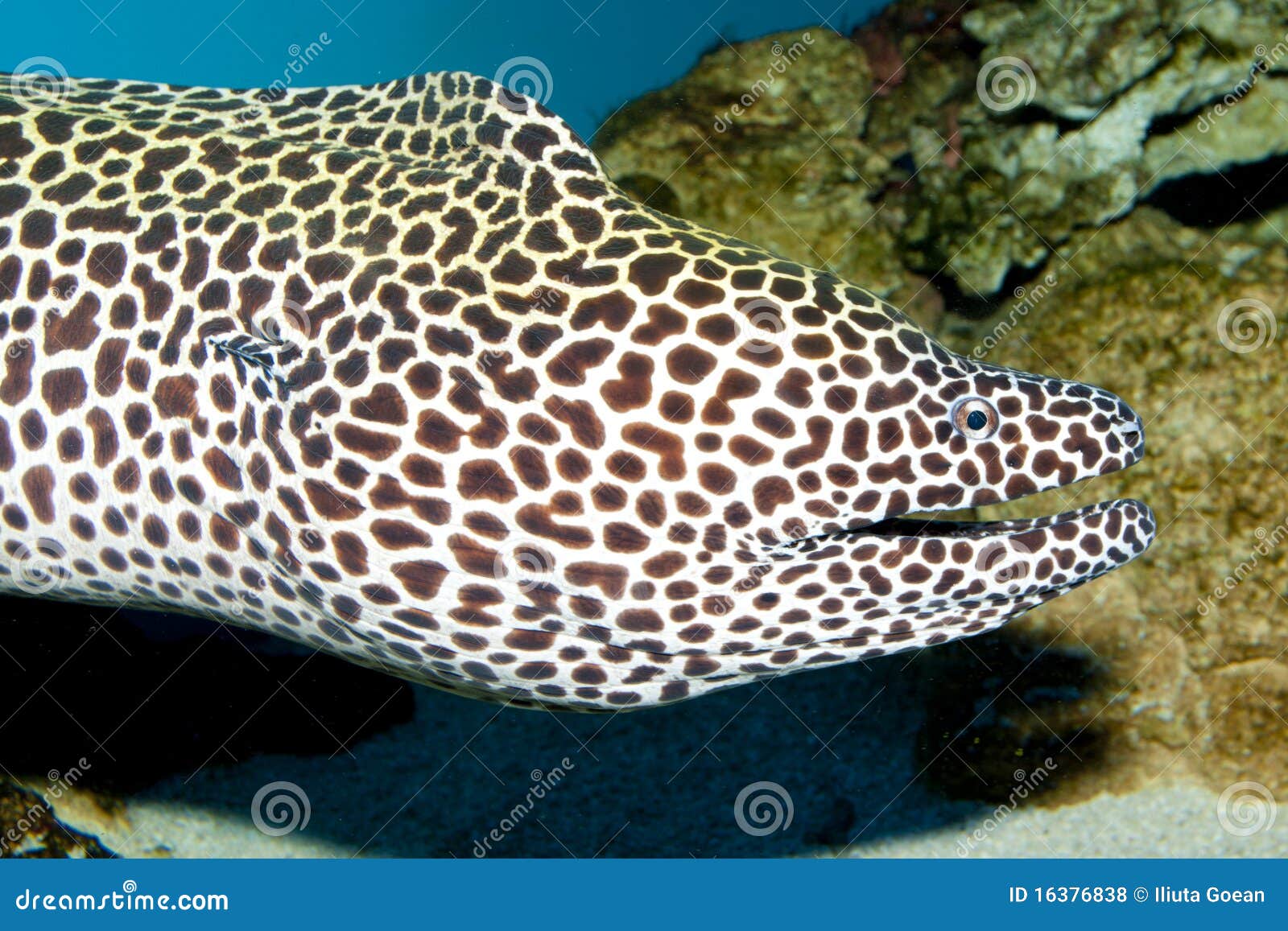 Tessalata Eel Portrait stock photo. Image of fishtank - 16376838