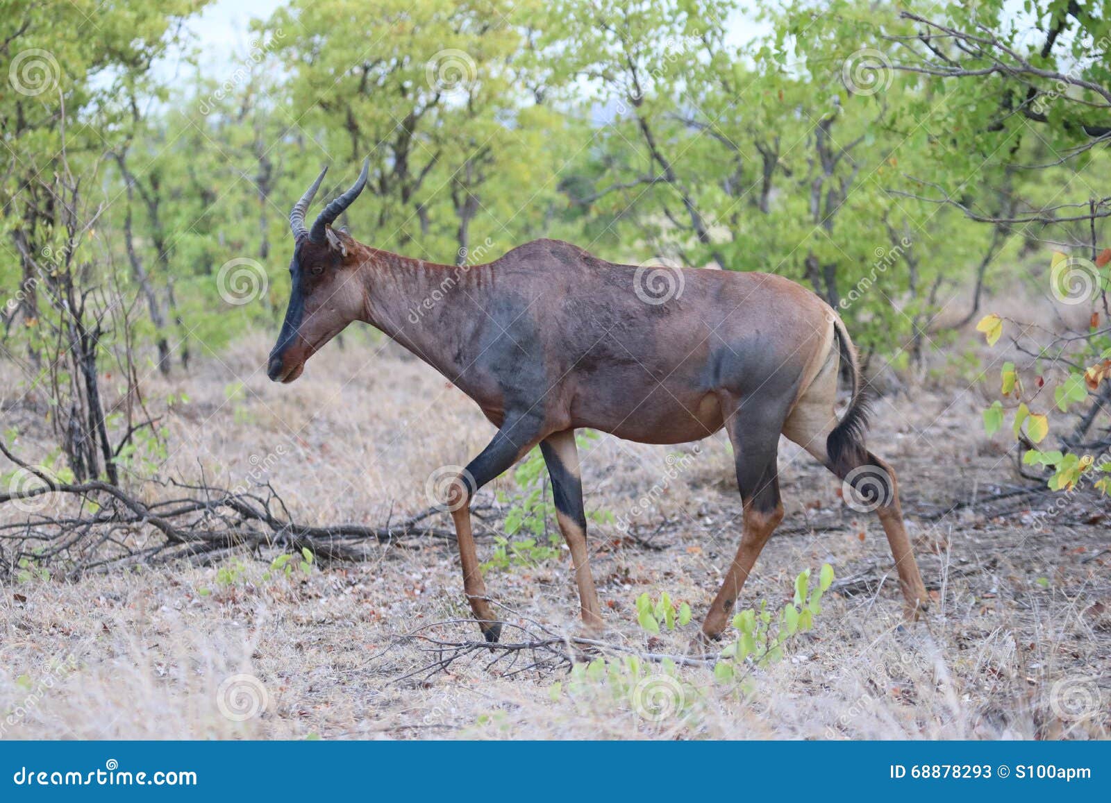Tessebe Stock Photos - Free & Royalty-Free Stock Photos from Dreamstime