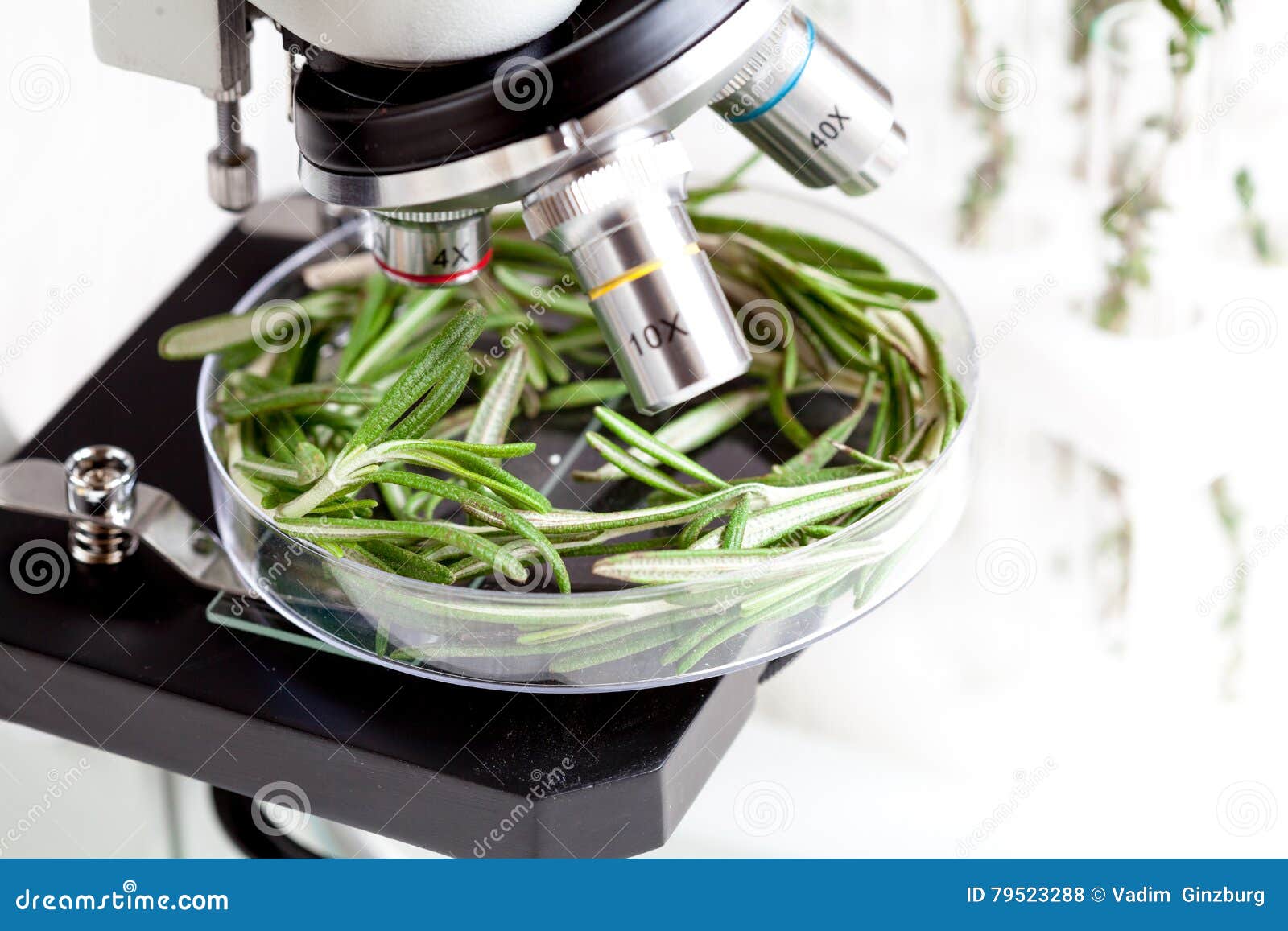 Test Herbs Samples on Microscope in Laboratory Close Up Stock Photo ...