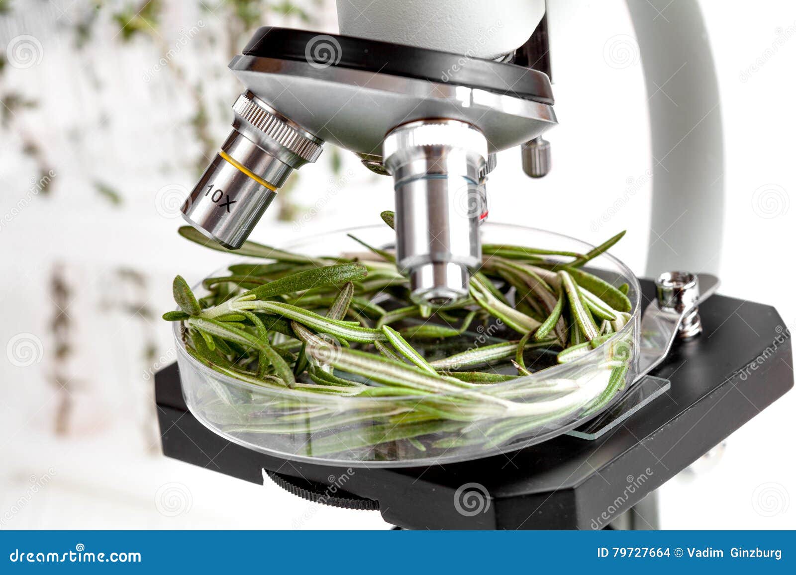 Test Herbs Samples on Microscope in Laboratory Close Up Stock Photo ...