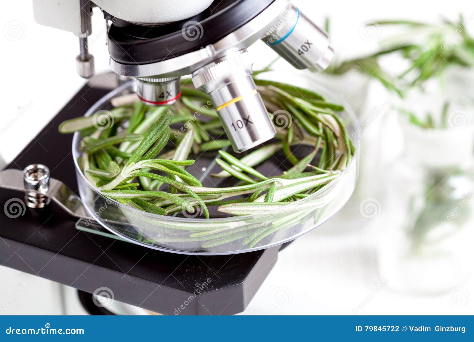 Test Herbs Samples on Microscope in Laboratory Close Up Stock Photo ...