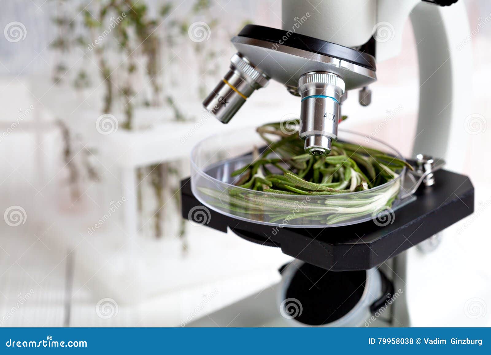 Test Herbs Samples on Microscope in Laboratory Stock Photo - Image of ...