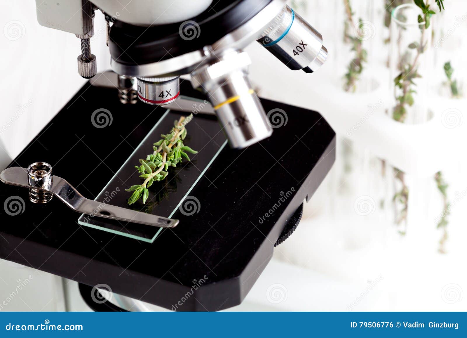Test Herbs Samples on a Microscope Slide Close Up Stock Photo - Image ...