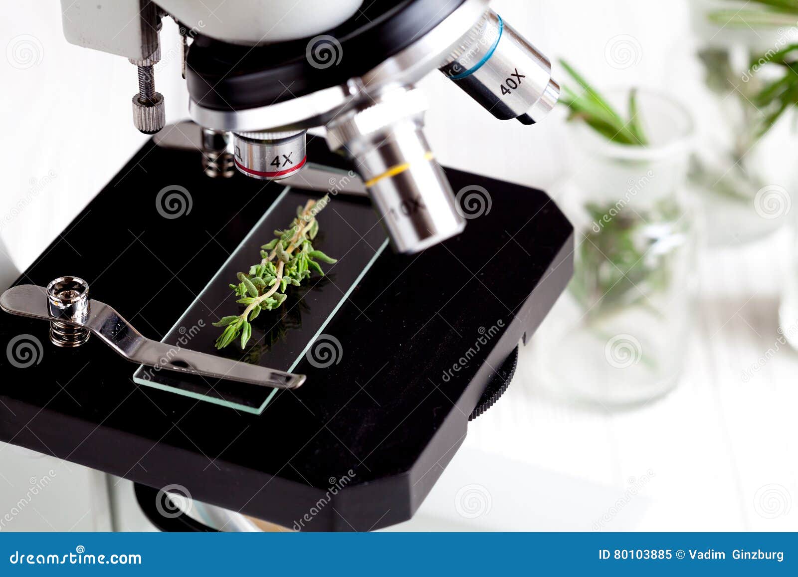 Test Herbs Samples on a Microscope Slide Close Up Stock Image - Image ...