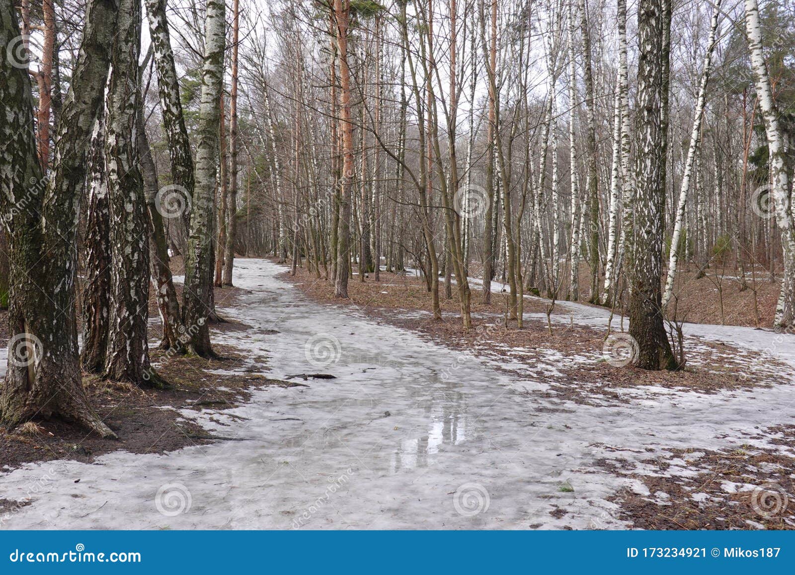 Birch Forest in Early Spring in Russia Stock Image - Image of ...