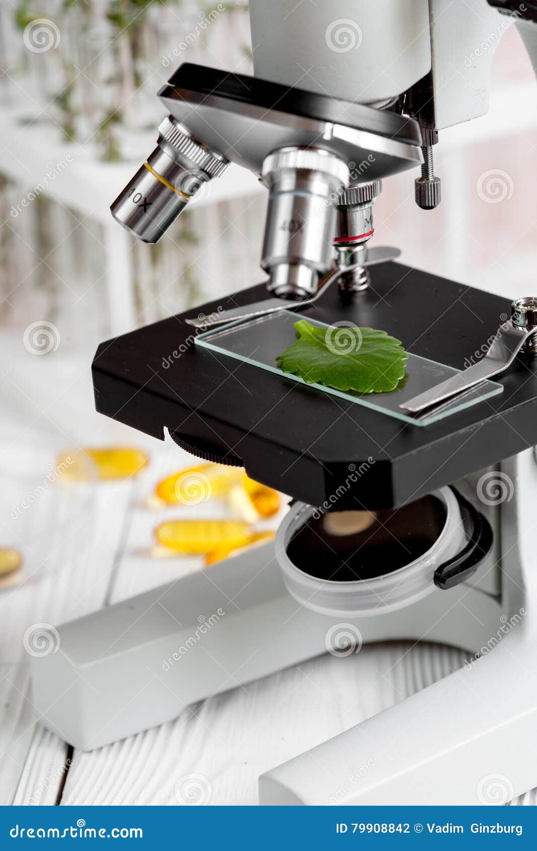 Test Plant Samples on Microscope Slide Close Up Stock Photo - Image of ...