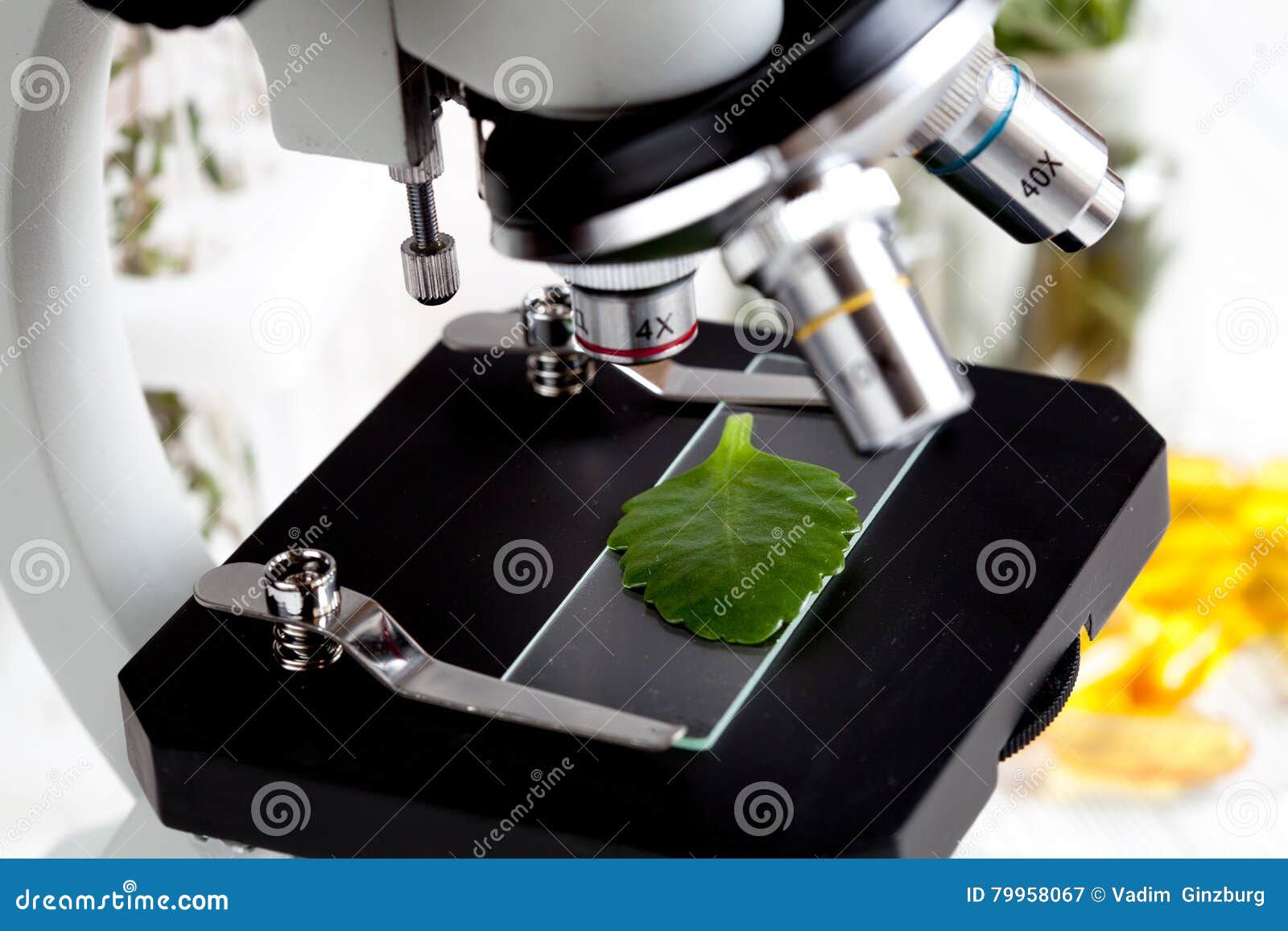 Test Plant Samples on Microscope Slide Close Up Stock Image - Image of ...