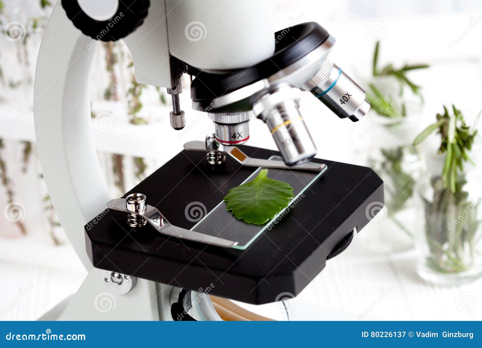 Test Plant Samples on Microscope Slide Close Up Stock Image - Image of ...