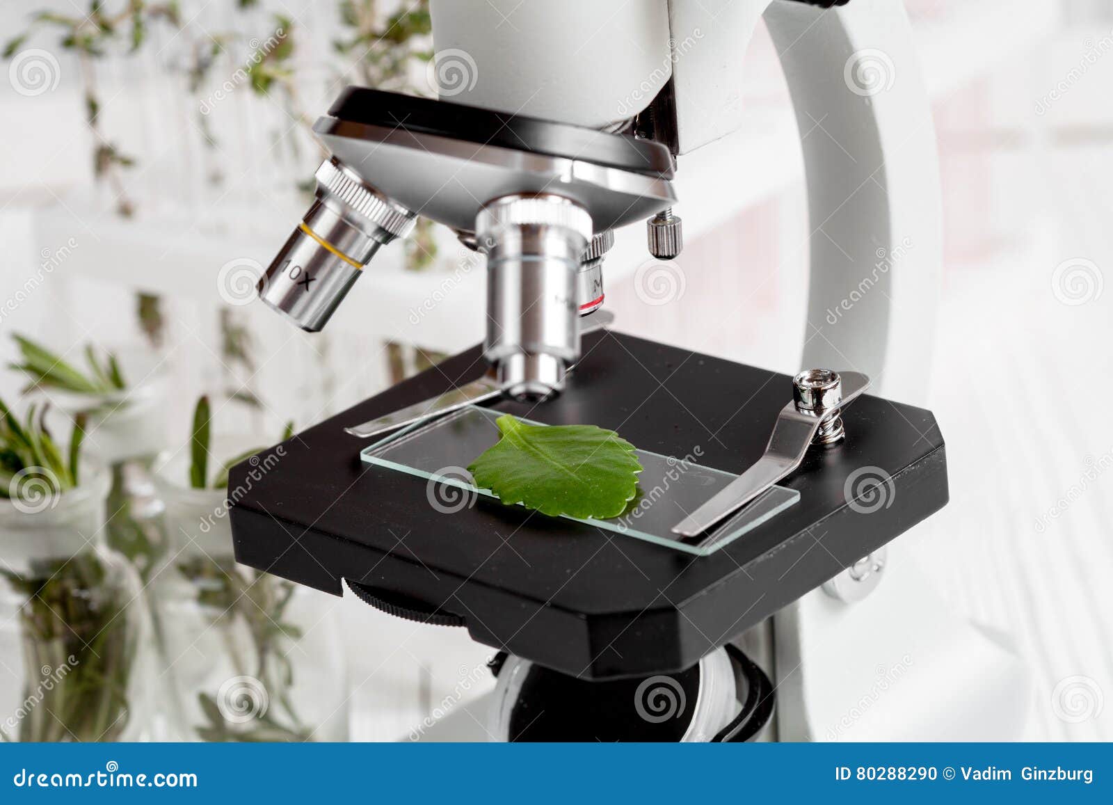 Test Plant Samples on Microscope Slide Close Up Stock Photo - Image of ...