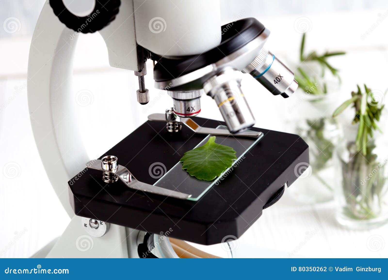 Test Plant Samples on Microscope Slide Close Up Stock Photo - Image of ...