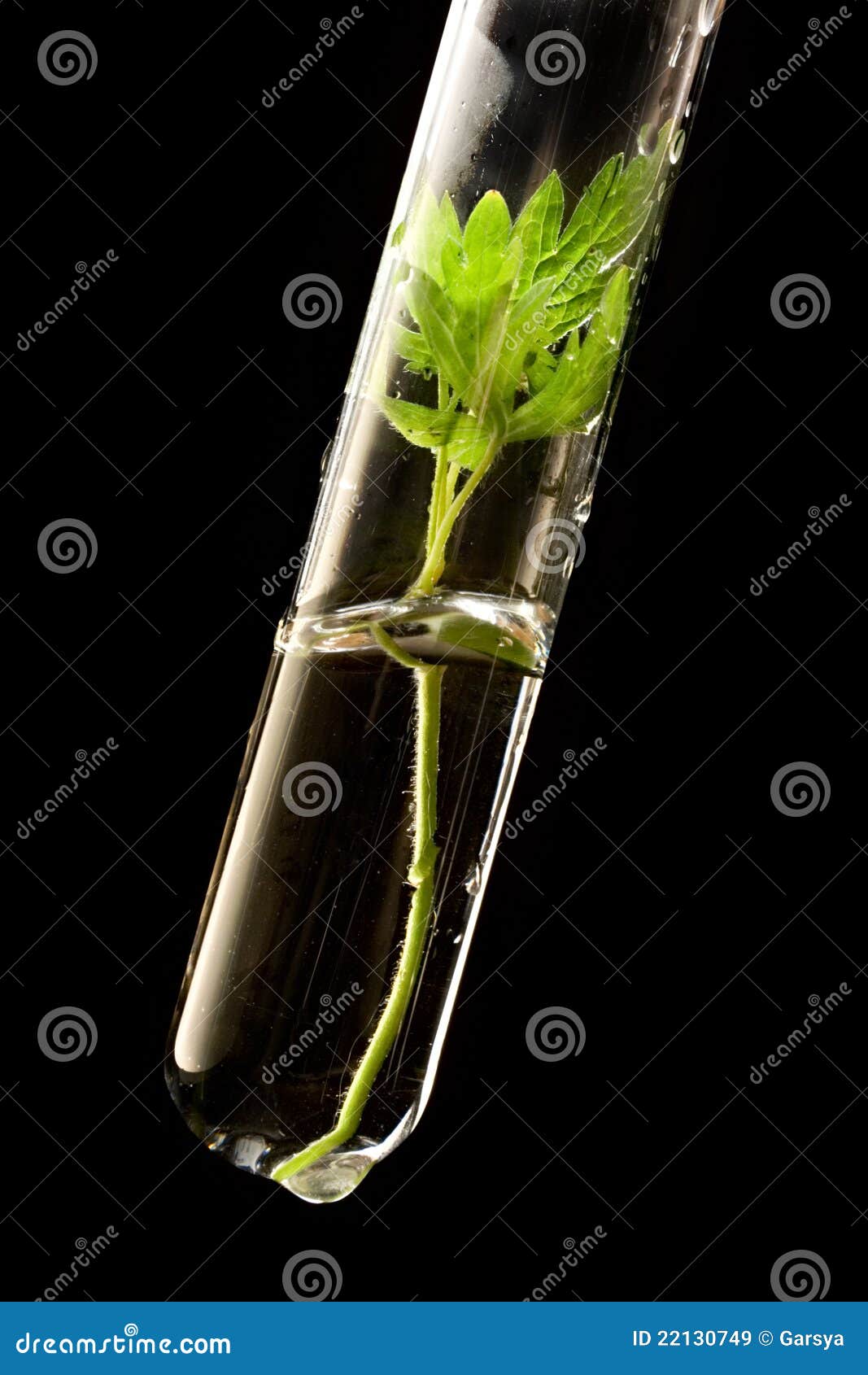 Test tube stock image. Image of ecology, bottle, biologist - 22130749