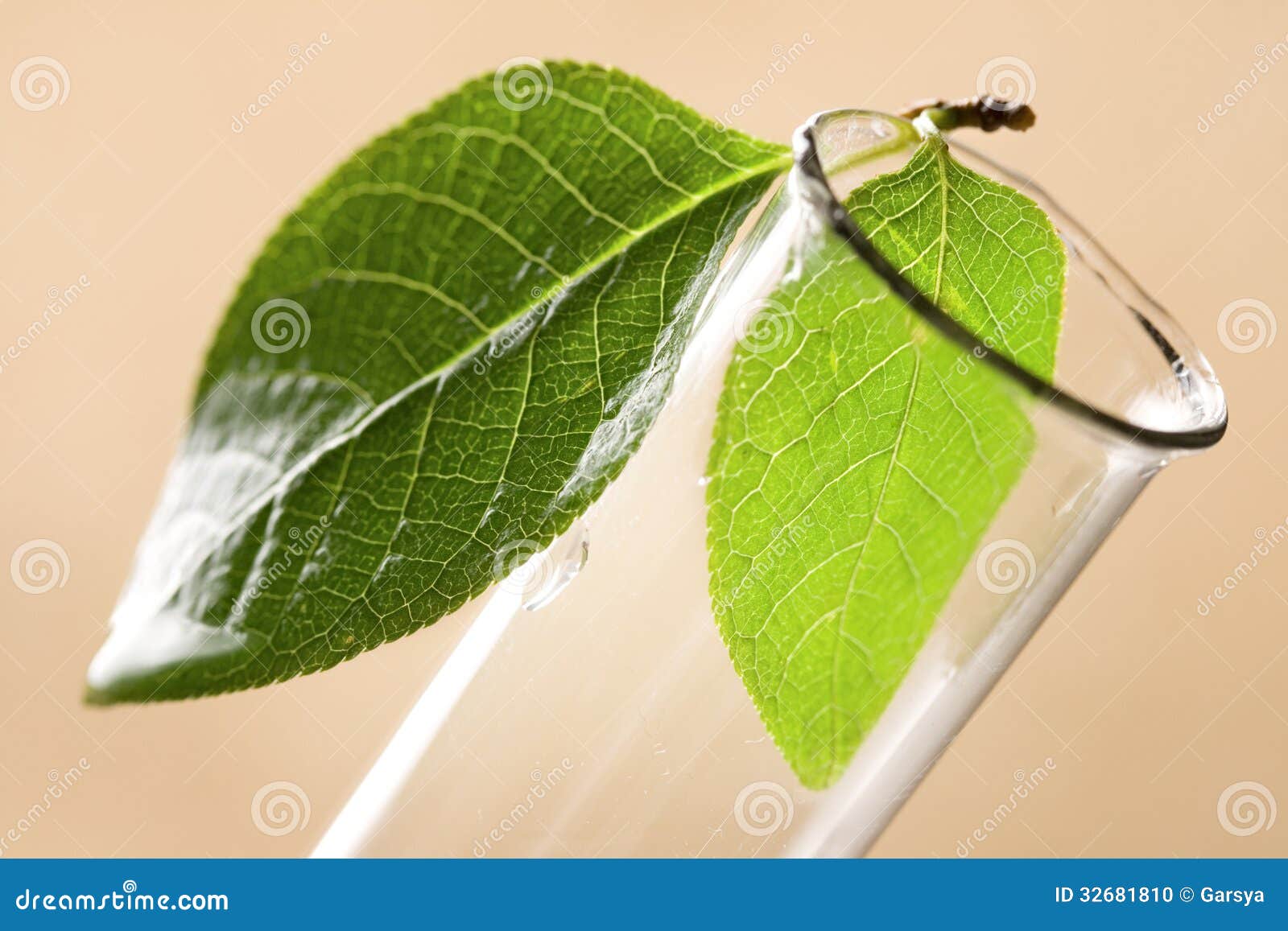 Test tube and leaf stock photo. Image of growth, biotechnology - 32681810