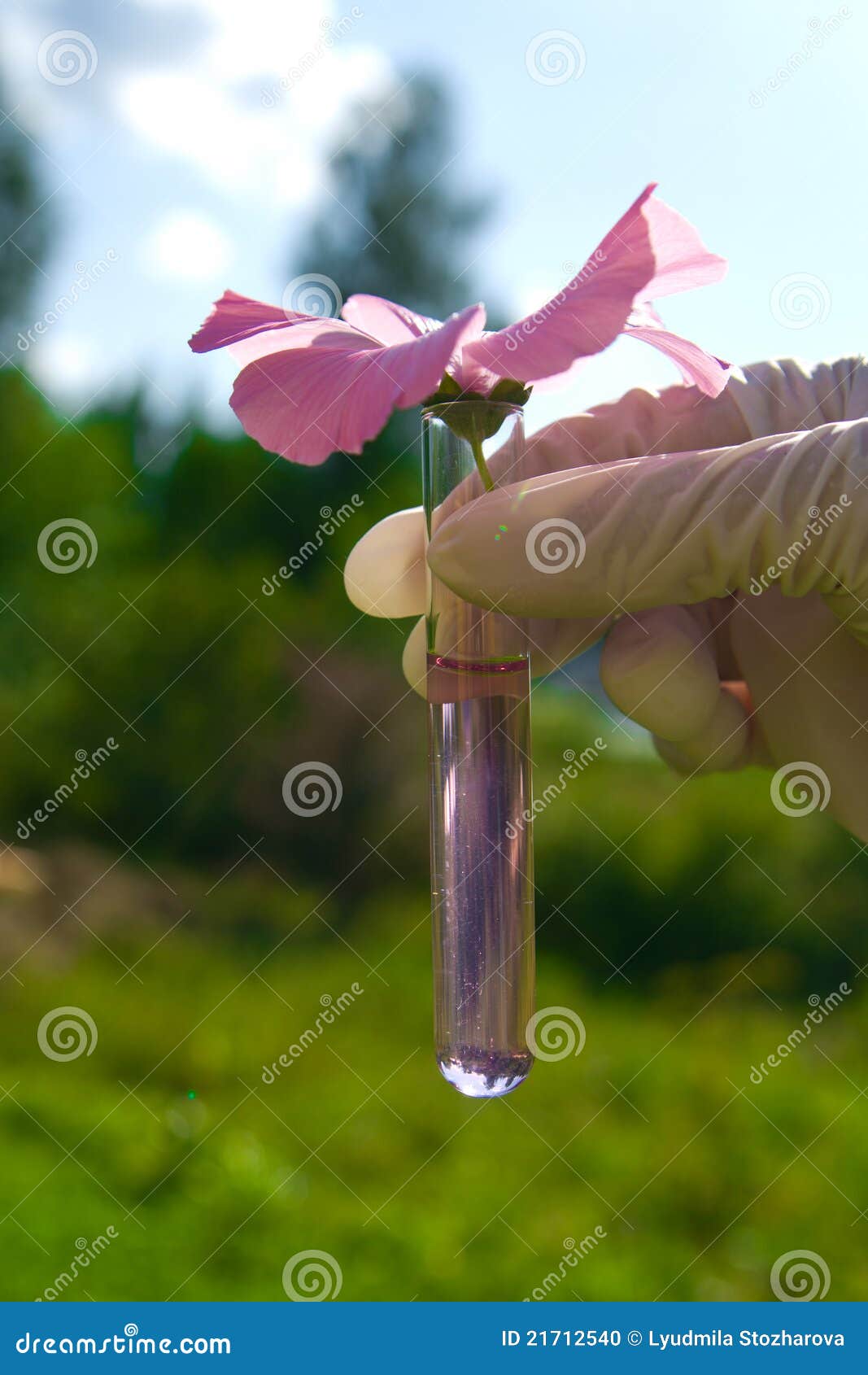 Test Tube with Pink Liquid and Flower Stock Photo - Image of ...