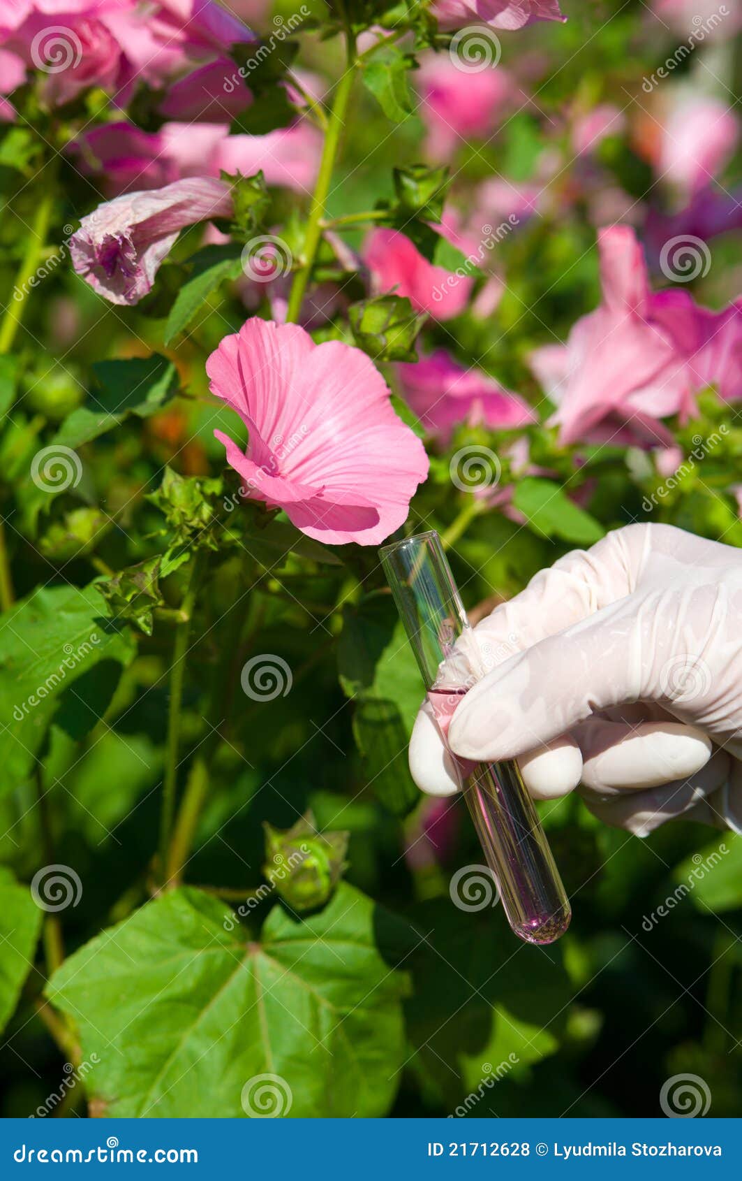 Test Tube with Pink Liquid and Flower Stock Photo - Image of research ...