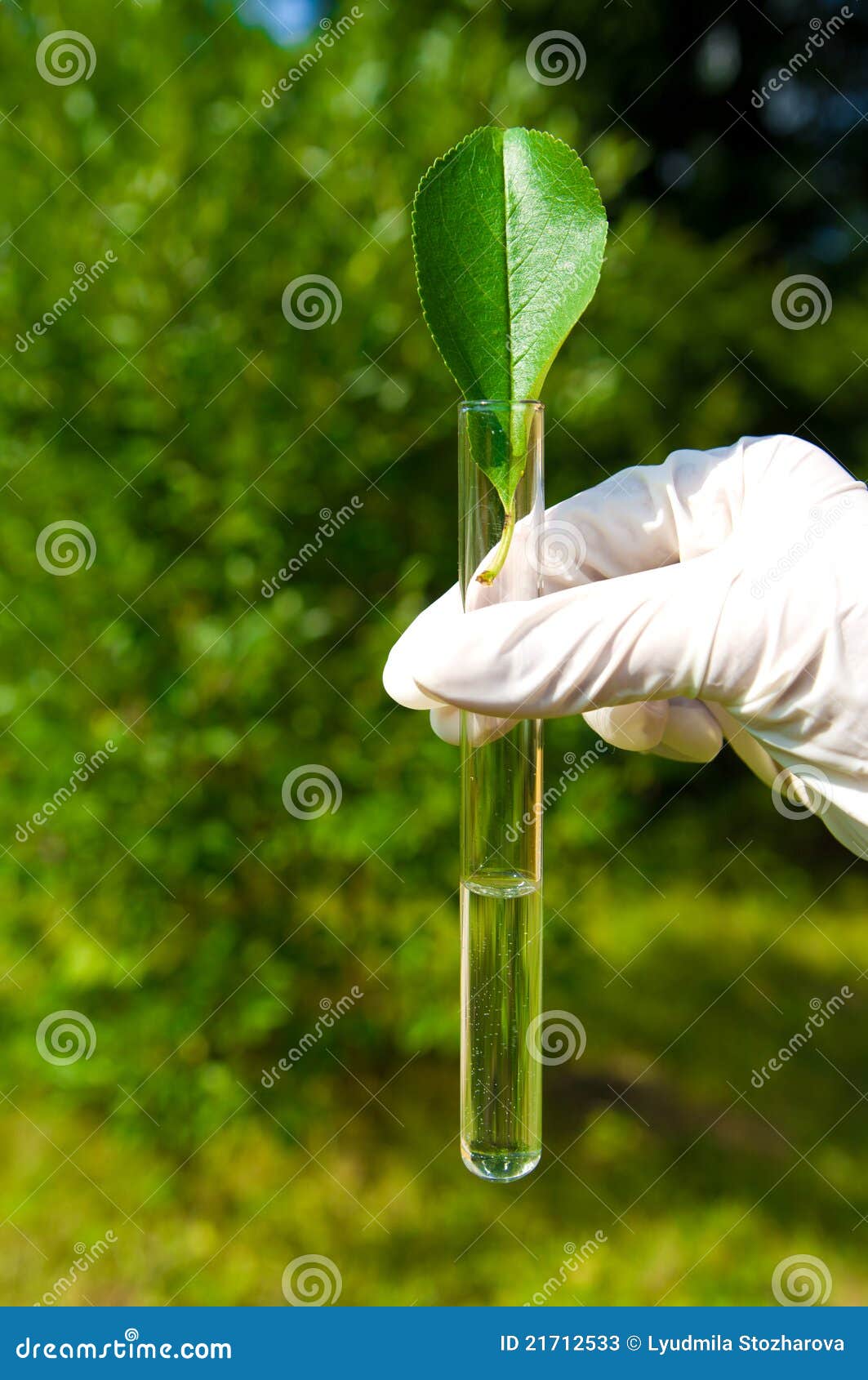 Test Tube with Water and Leaf Stock Image - Image of laboratory ...