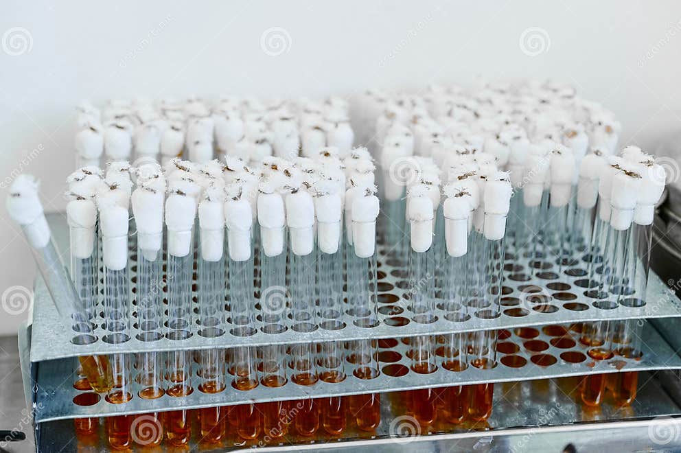 Test Tubes with Bacteriological Cultures Installed in Tripod Stock ...