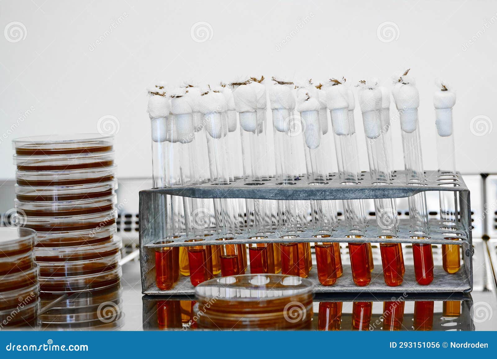 Test Tubes with Bacteriological Cultures Installed in Tripod Stock ...
