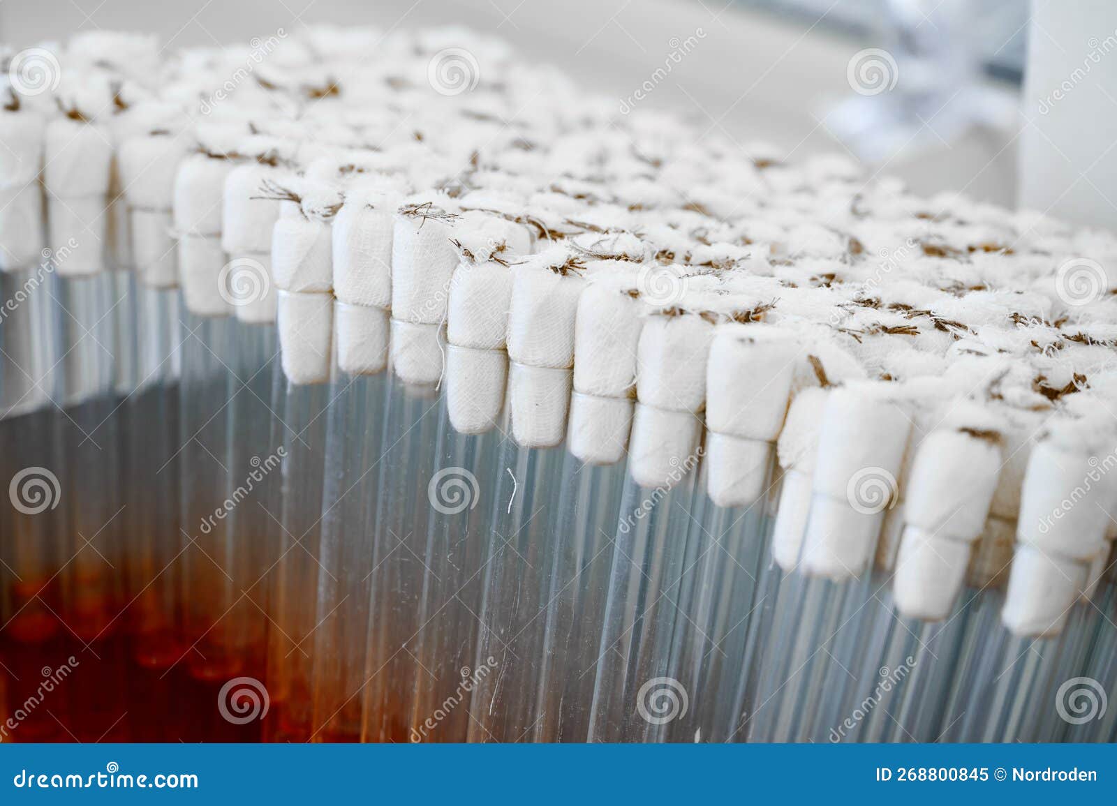 Test Tubes with Bacteriological Cultures in Laboratory Stock Image ...