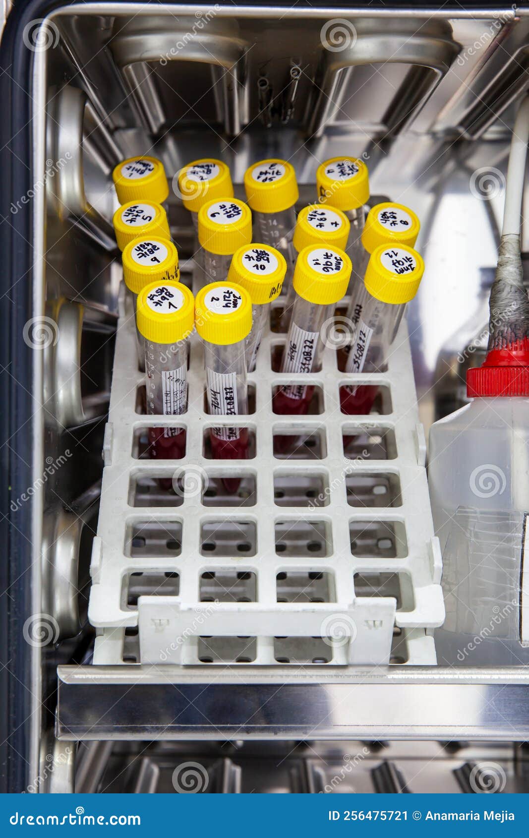 Test Tubes with Blood Samples in the Incubator during the Process of ...