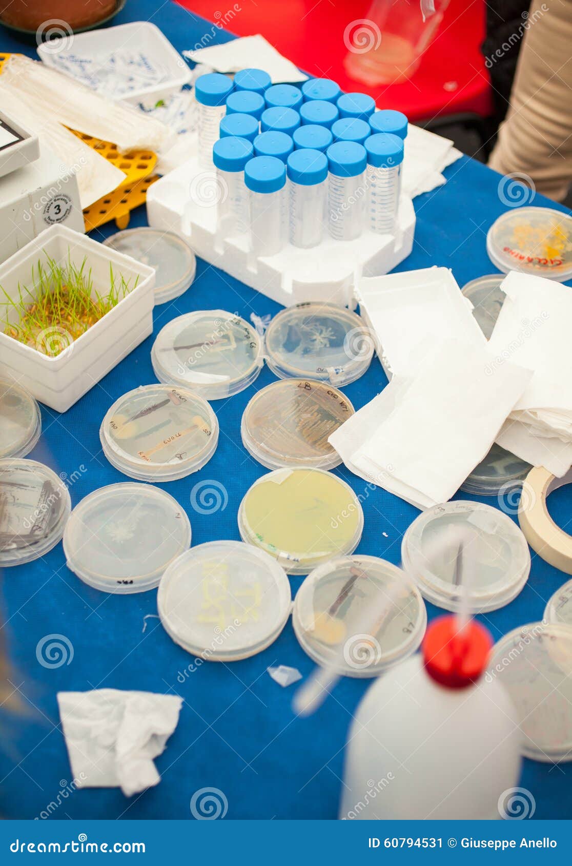 Test Tubes stock image. Image of rack, label, dish, holding - 60794531
