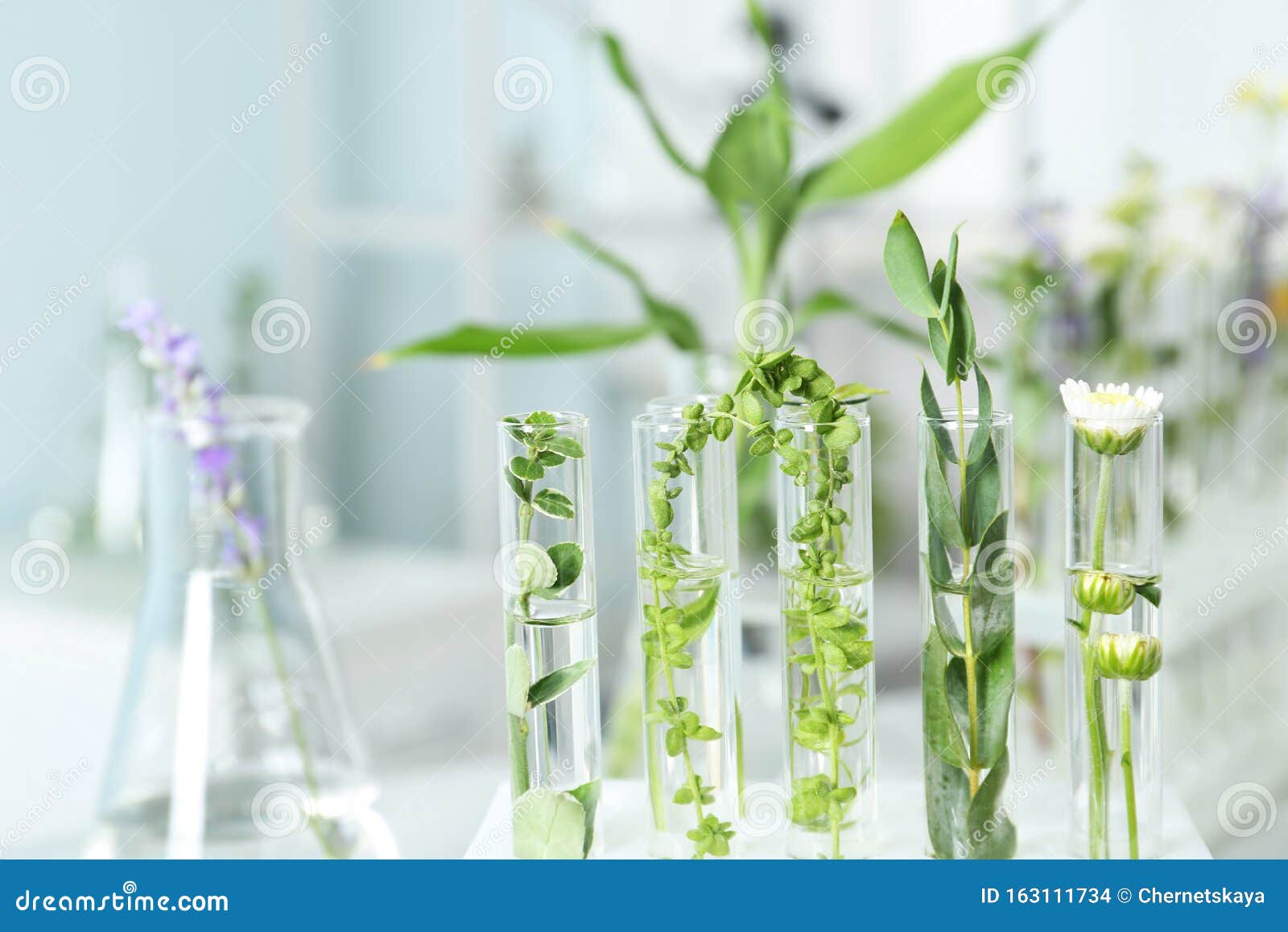 Test Tubes with Different Plants in Laboratory, Closeup Stock Photo ...