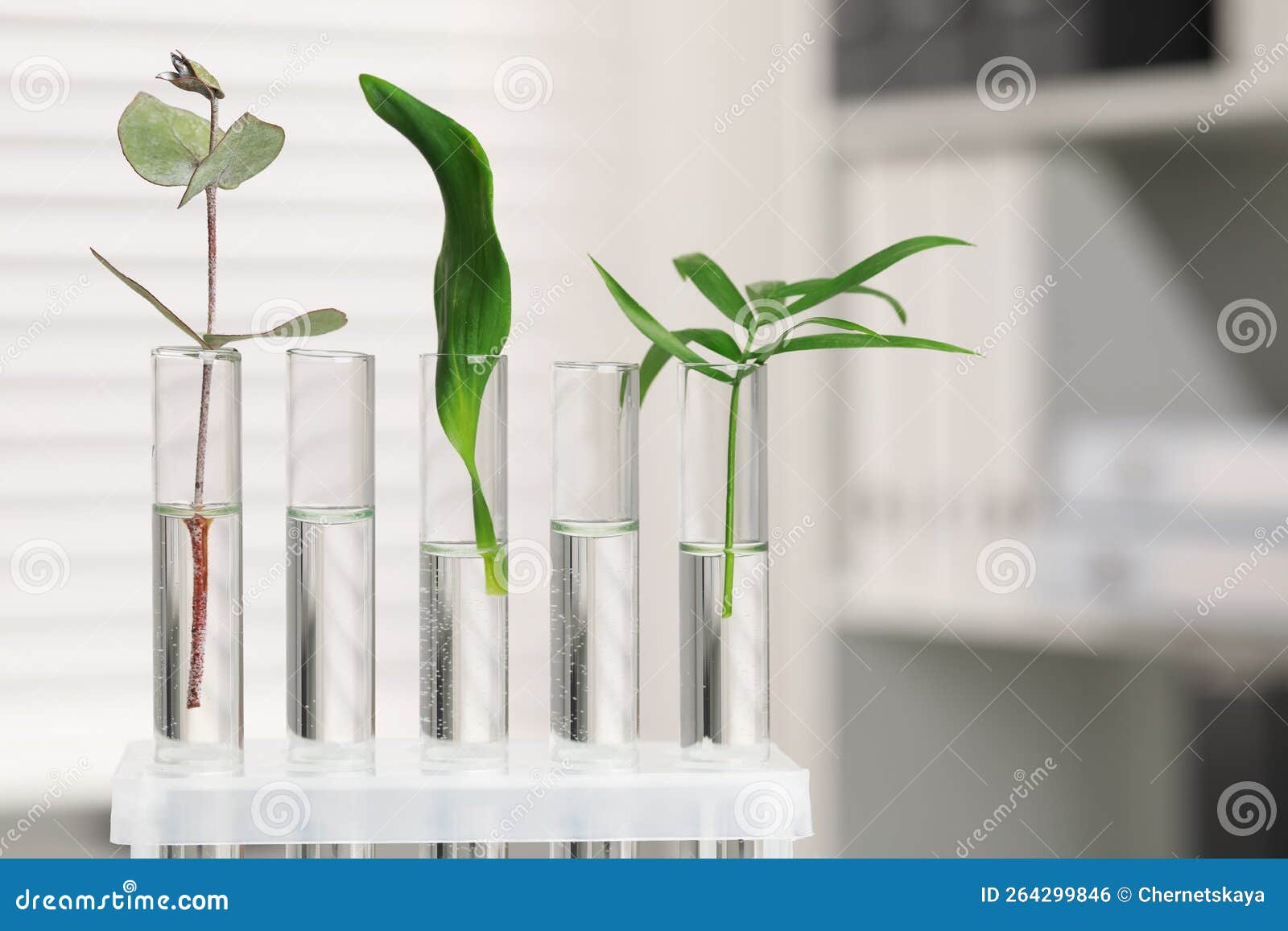 Test Tubes with Different Plants in Laboratory, Closeup. Space for Text ...