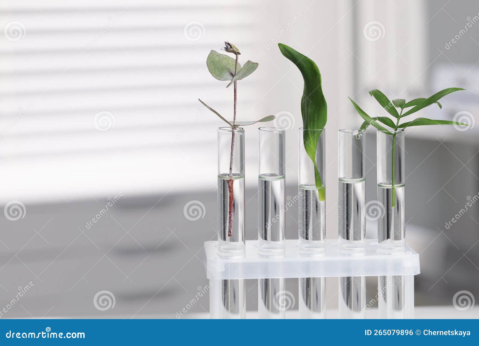 Test Tubes with Different Plants in Laboratory, Closeup. Space for Text ...