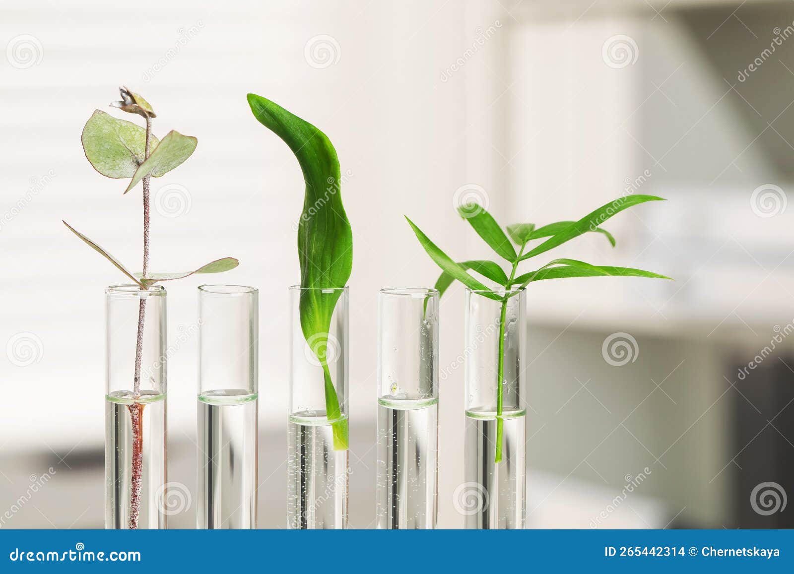 Test Tubes with Different Plants in Laboratory, Closeup. Space for Text ...