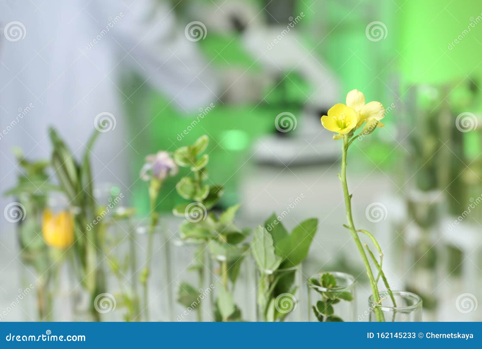 Test Tubes with Different Plants in Laboratory Stock Image - Image of ...