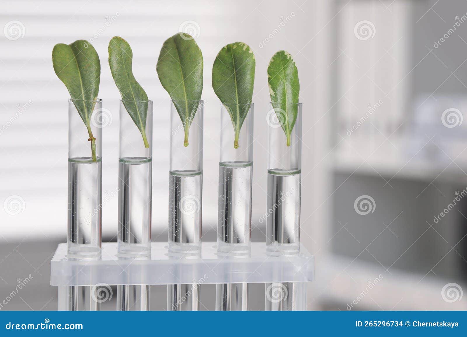 Test Tubes with Green Leaves in Laboratory, Closeup. Space for Text ...