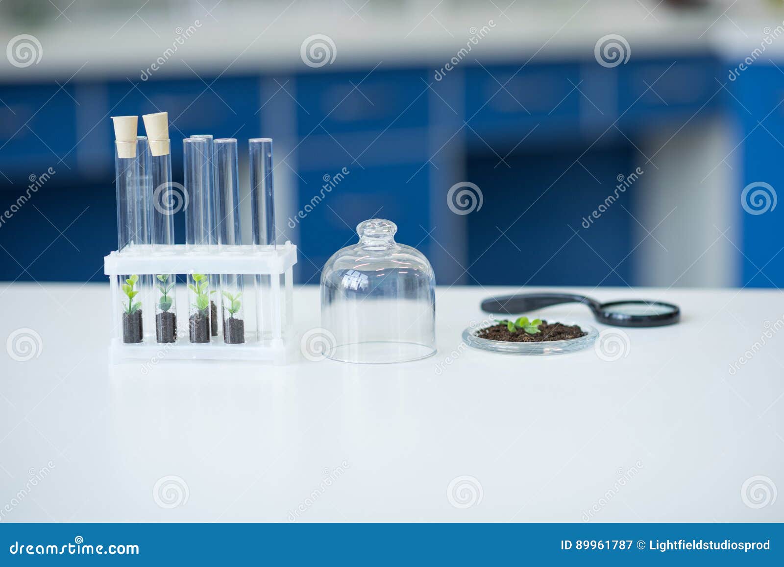 Test Tubes with Green Plants in Soil on Table Stock Image - Image of ...