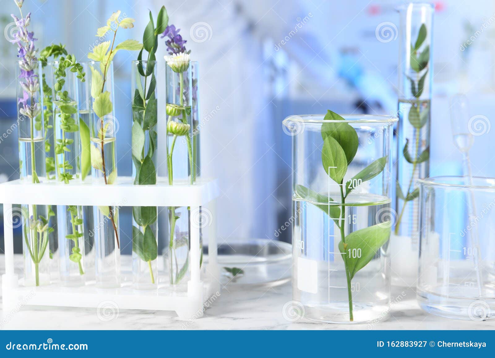 Test Tubes and Other Laboratory Glassware with Plants on Table Indoors ...