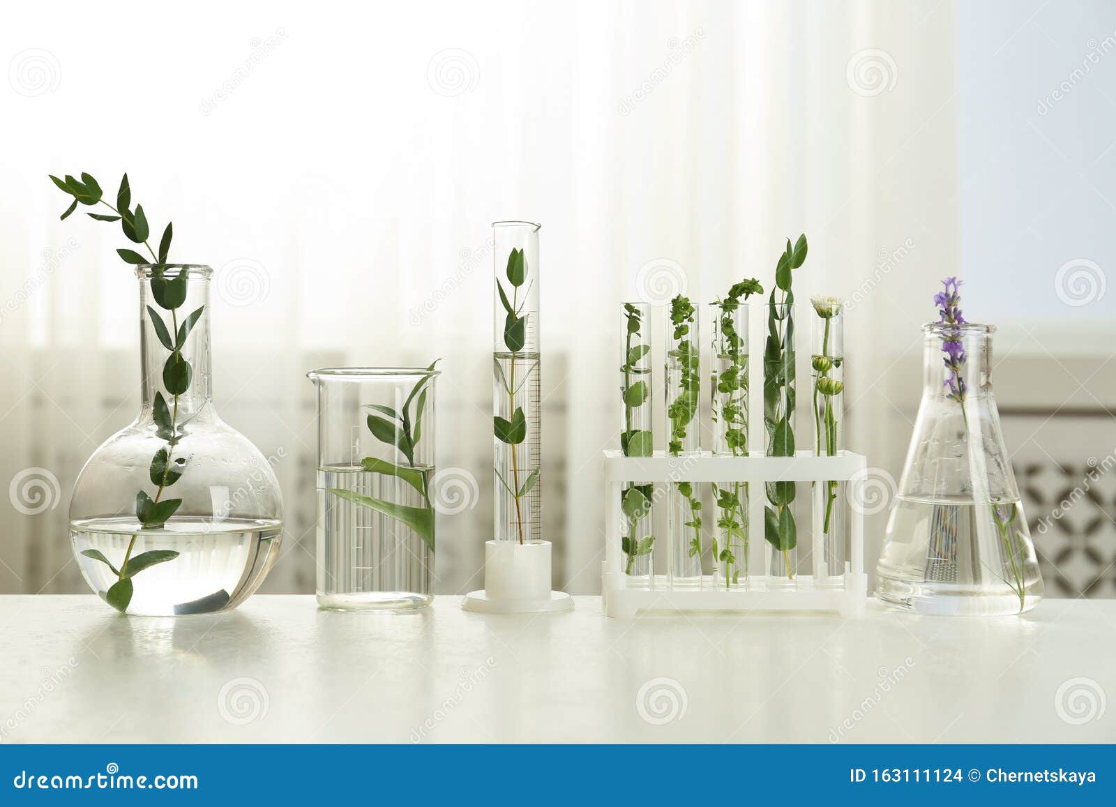 Test Tubes and Other Laboratory Glassware with Plants on Table Indoors ...