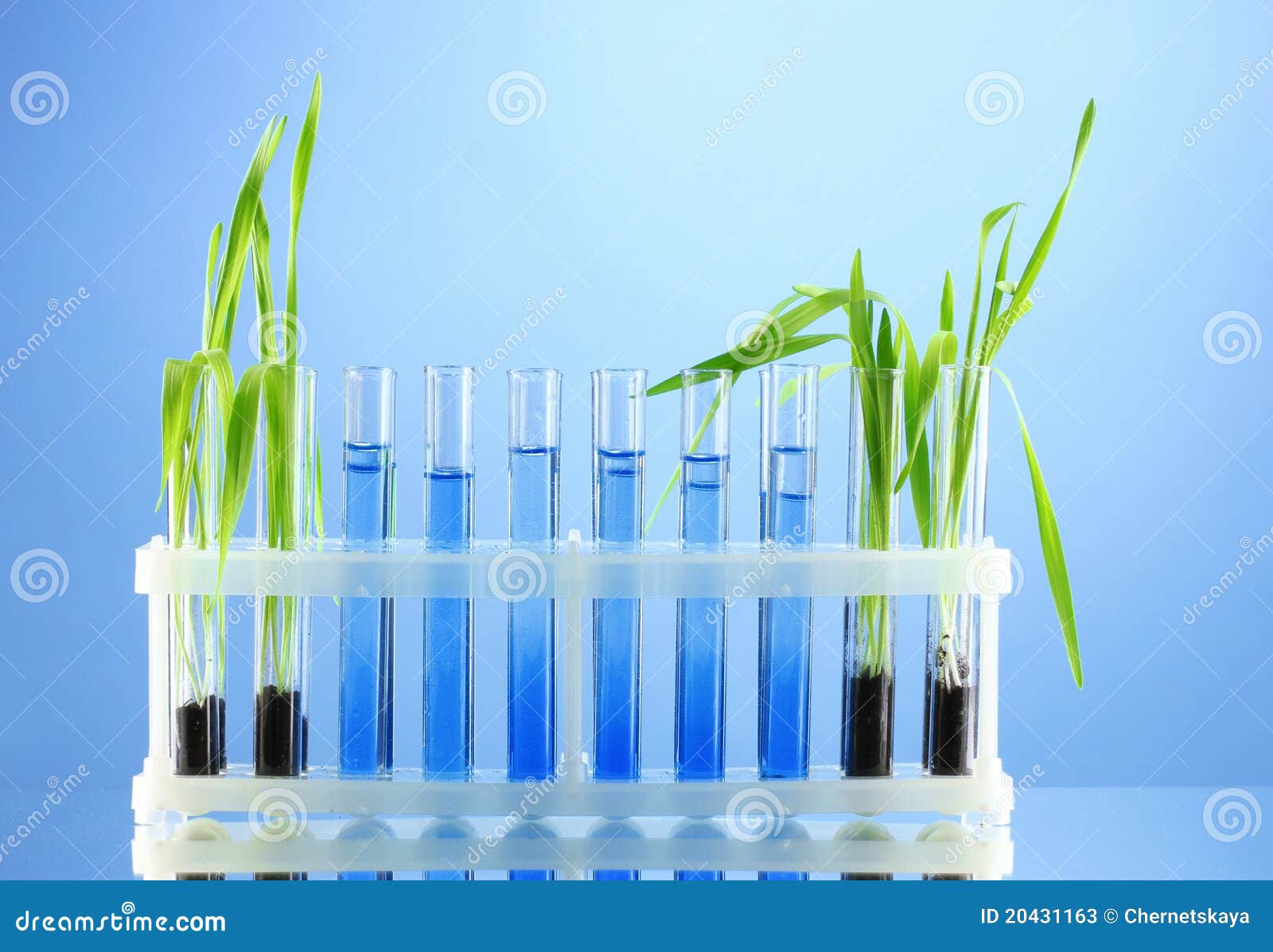 Test tubes with plants stock image. Image of floral, glass - 20431163
