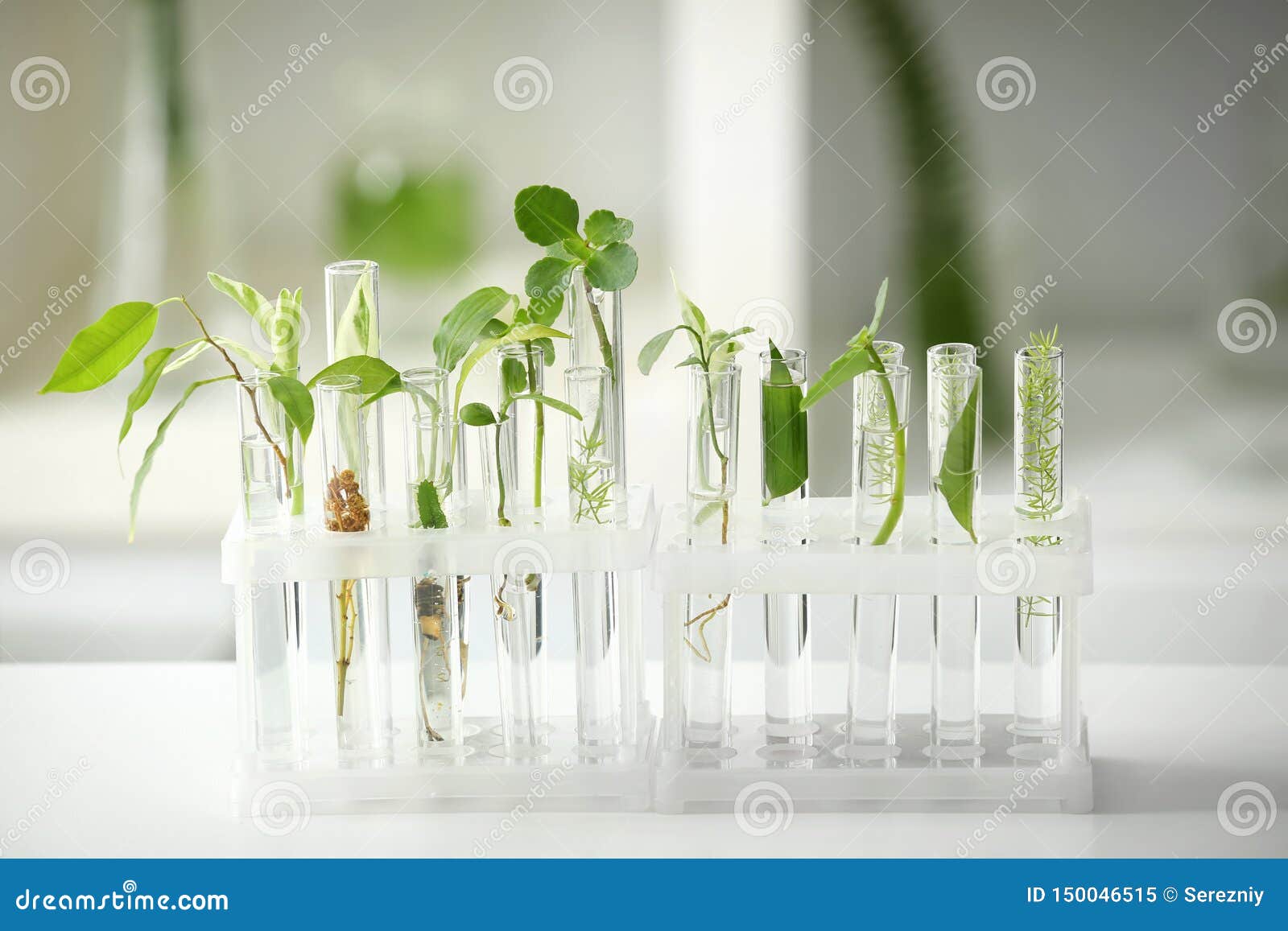 Test Tubes with Plants on Table in Laboratory Stock Image - Image of ...