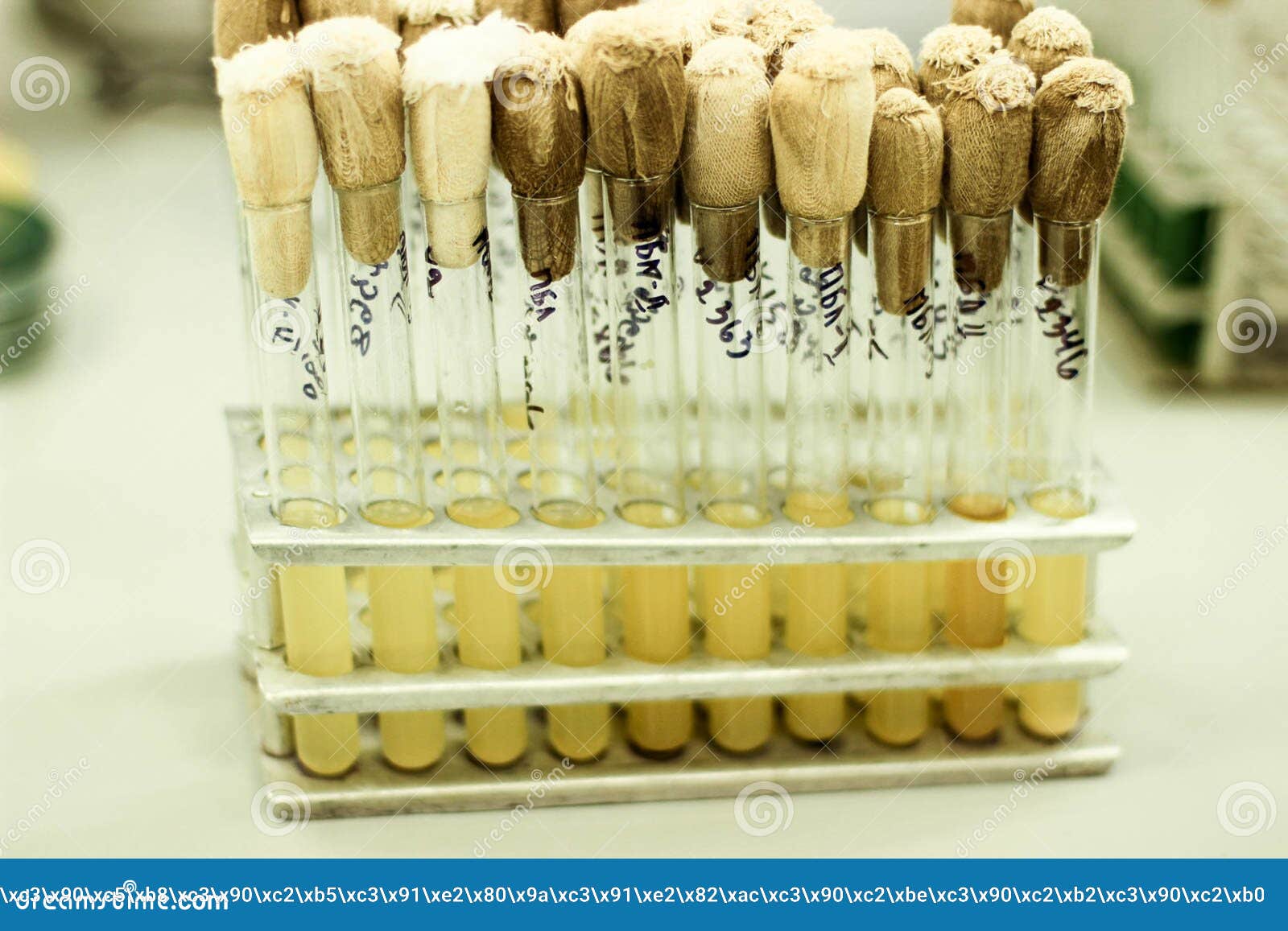 The Test Tubes are in the Tripod, Yellow Vials, Work in a Medical ...