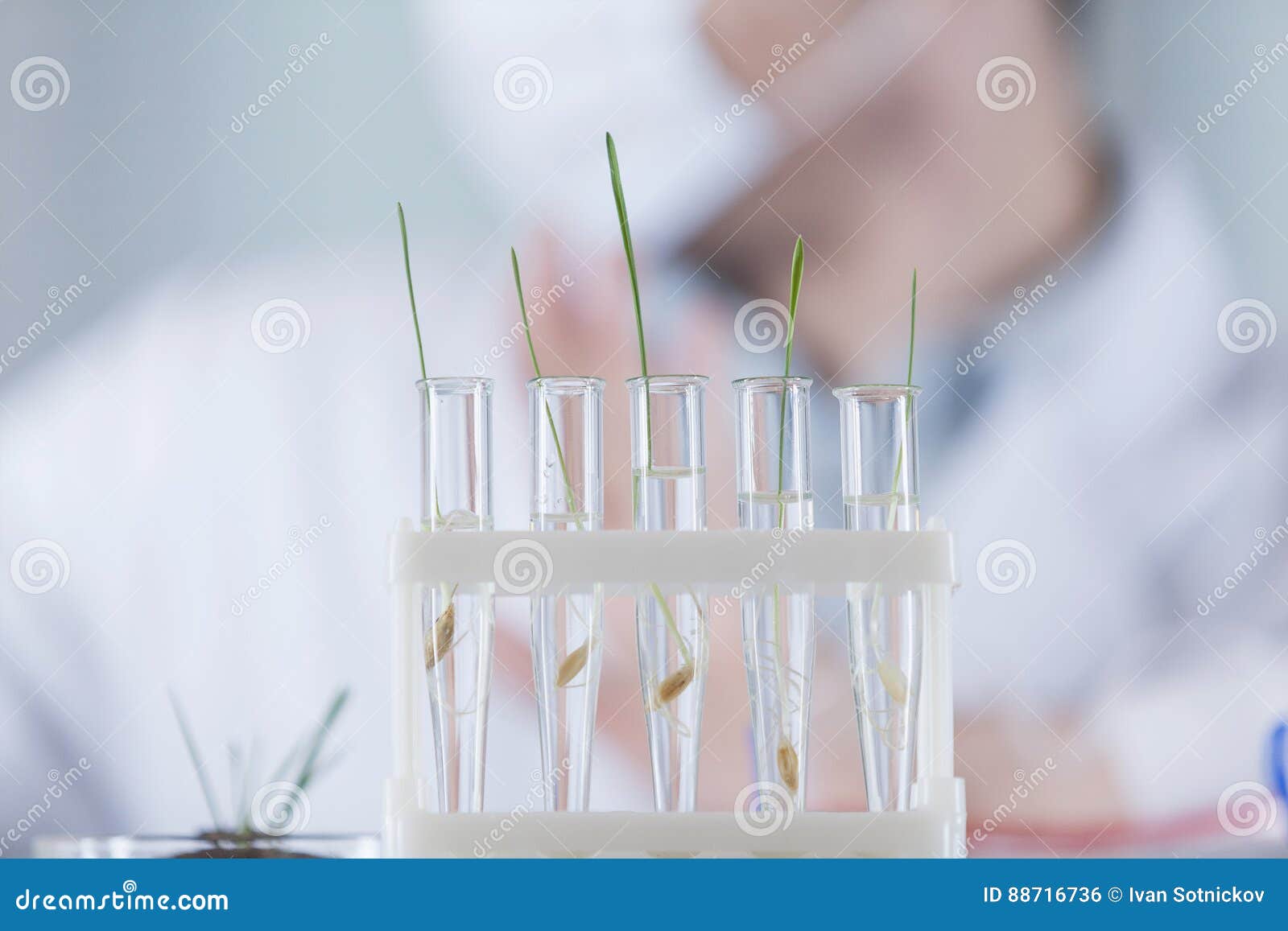 Test Tubes with Water and Plants in the Laboratory Stock Photo - Image ...