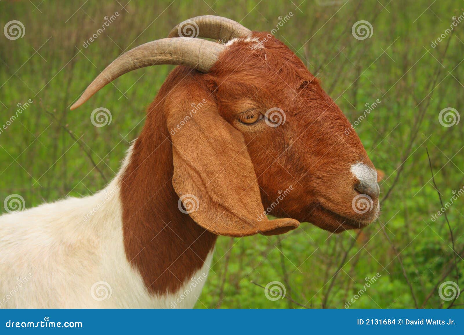 Testa & Spalle Della Capra Fotografia Stock - Immagine di podere ...