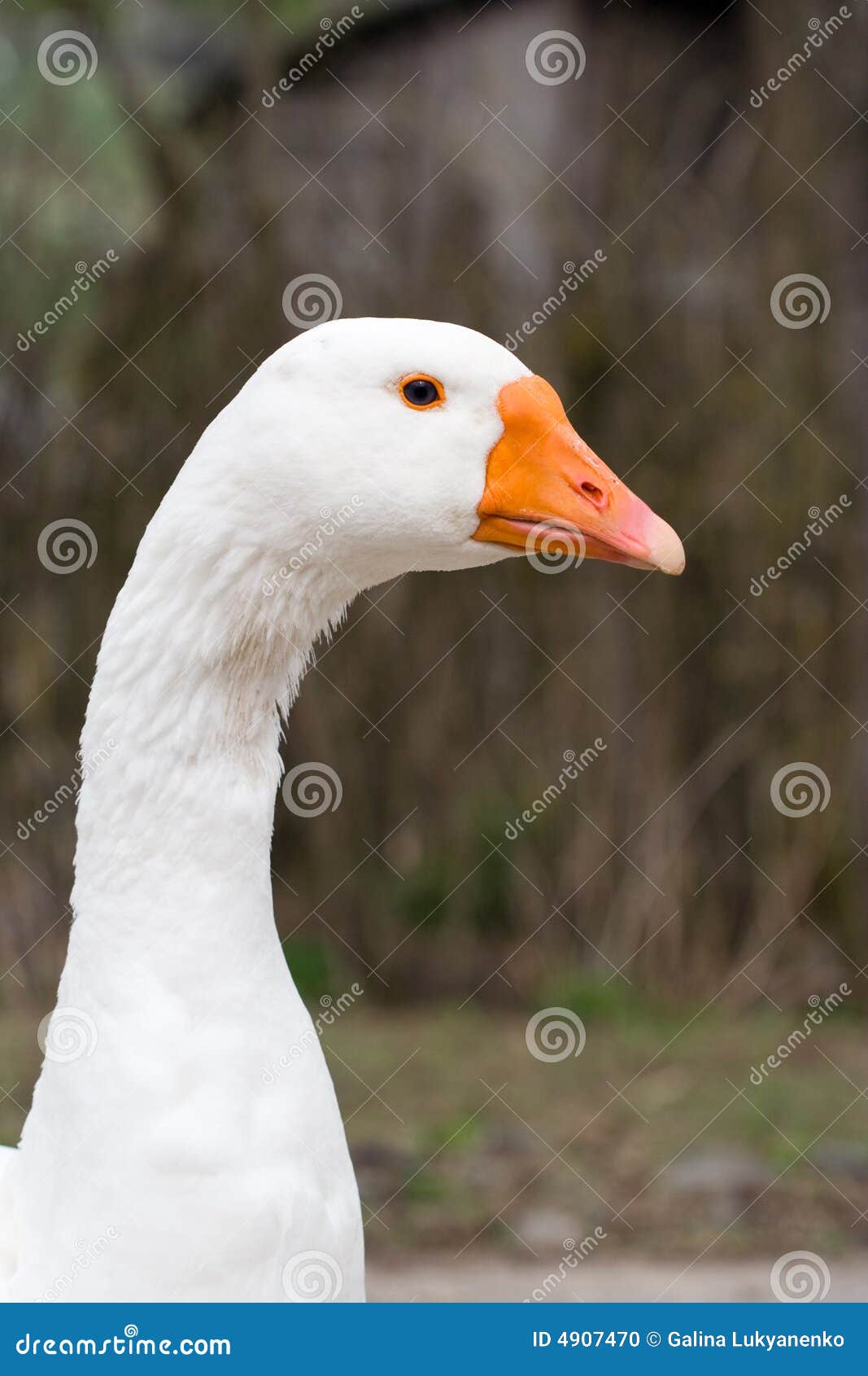 Testa bianca dell'oca fotografia stock. Immagine di orizzontale - 4907470