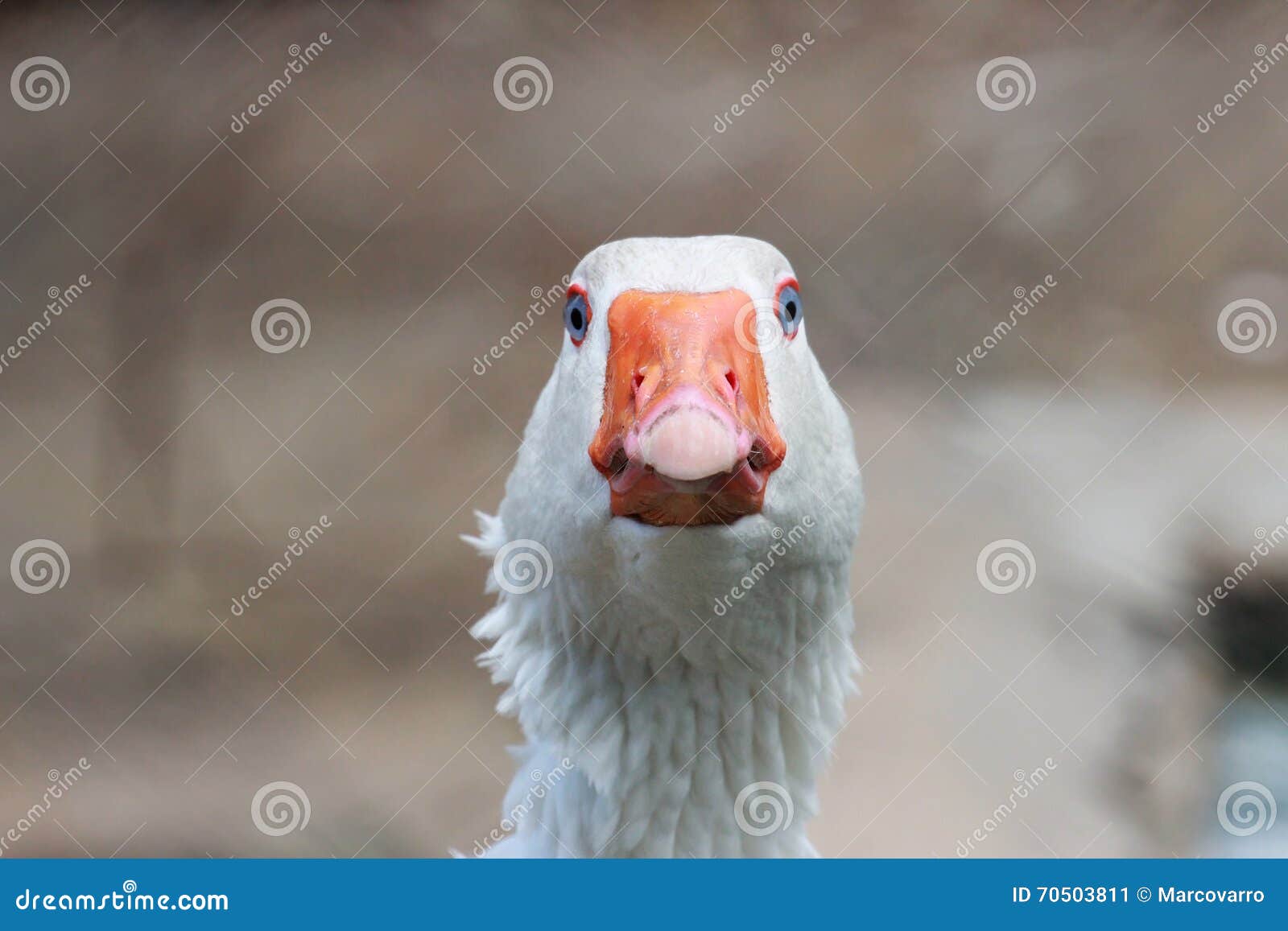 Testa bianca dell'oca immagine stock. Immagine di divertente - 70503811