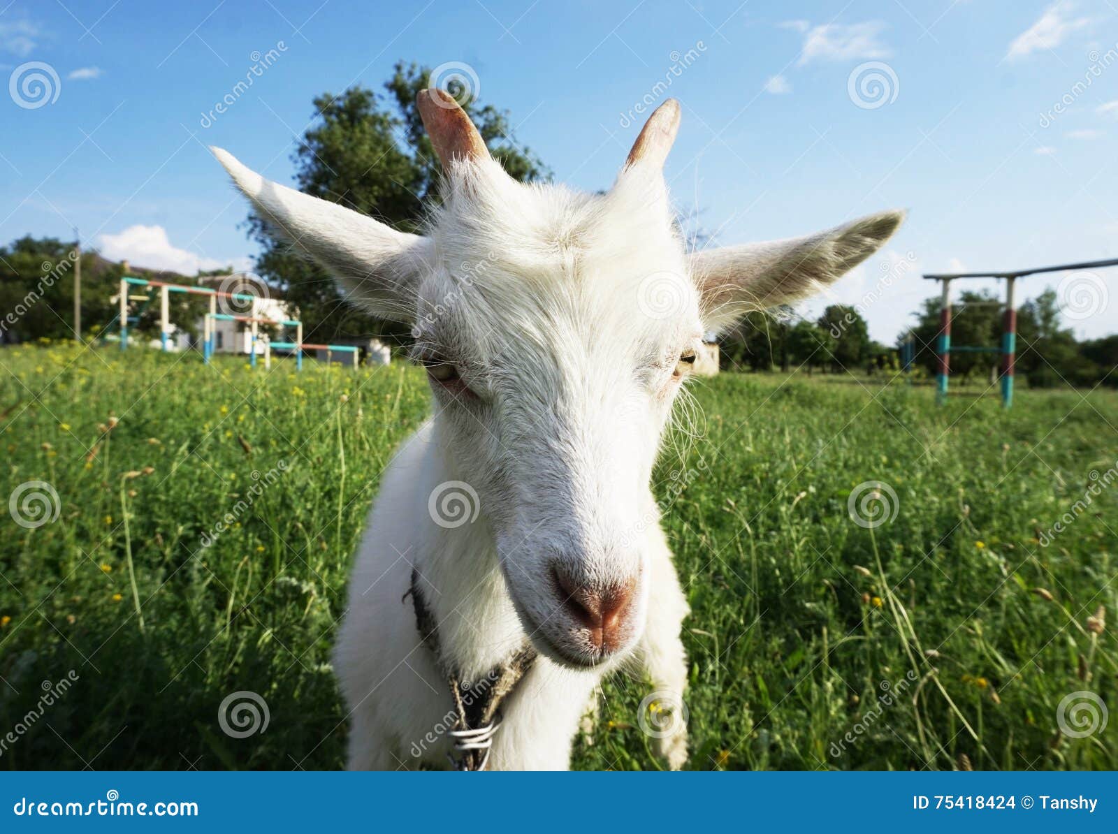 Testa Bianca Della Testa Della Capra Fotografia Stock - Immagine di ...